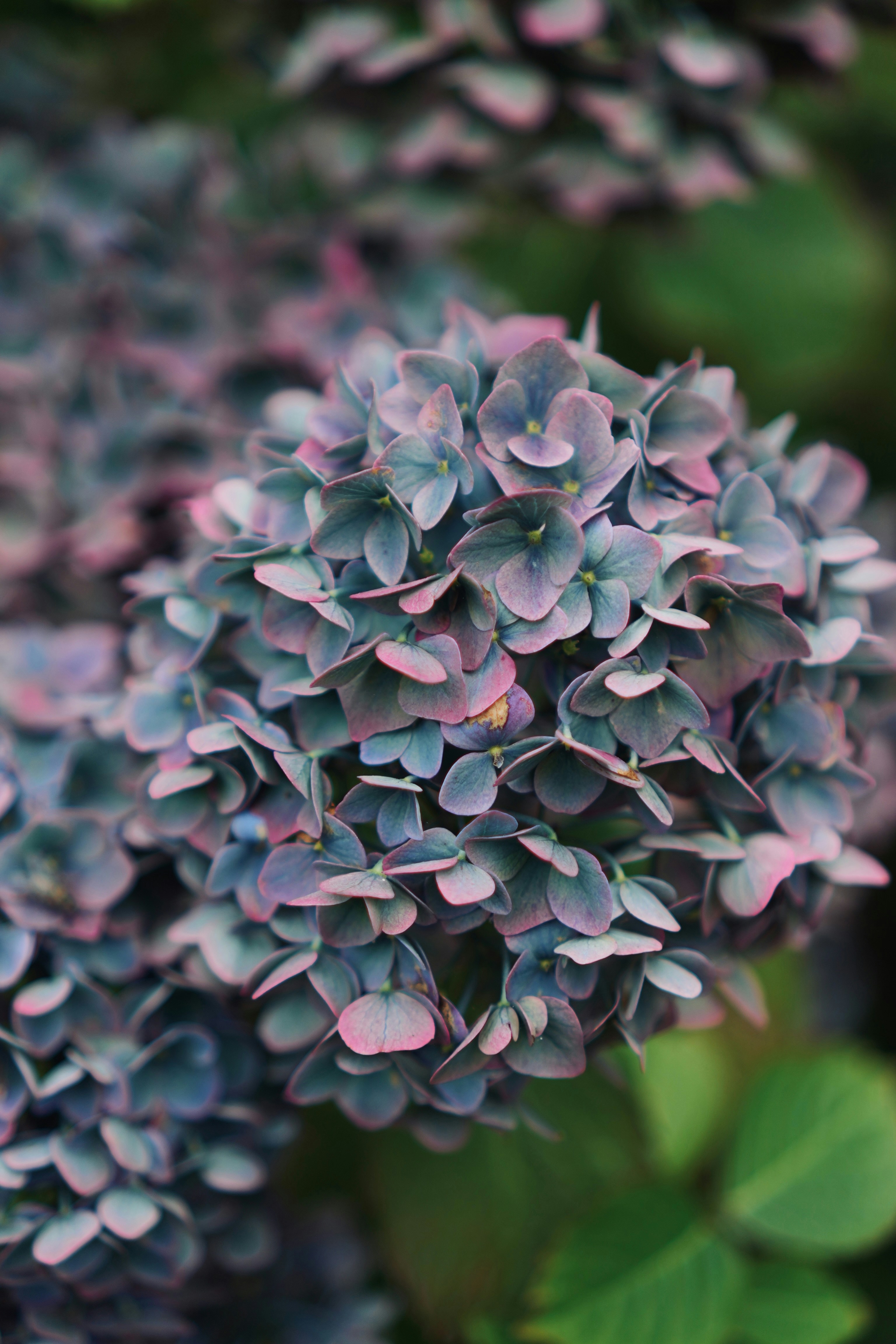 Pastel Hydrangea Crown in Soft Evening Light