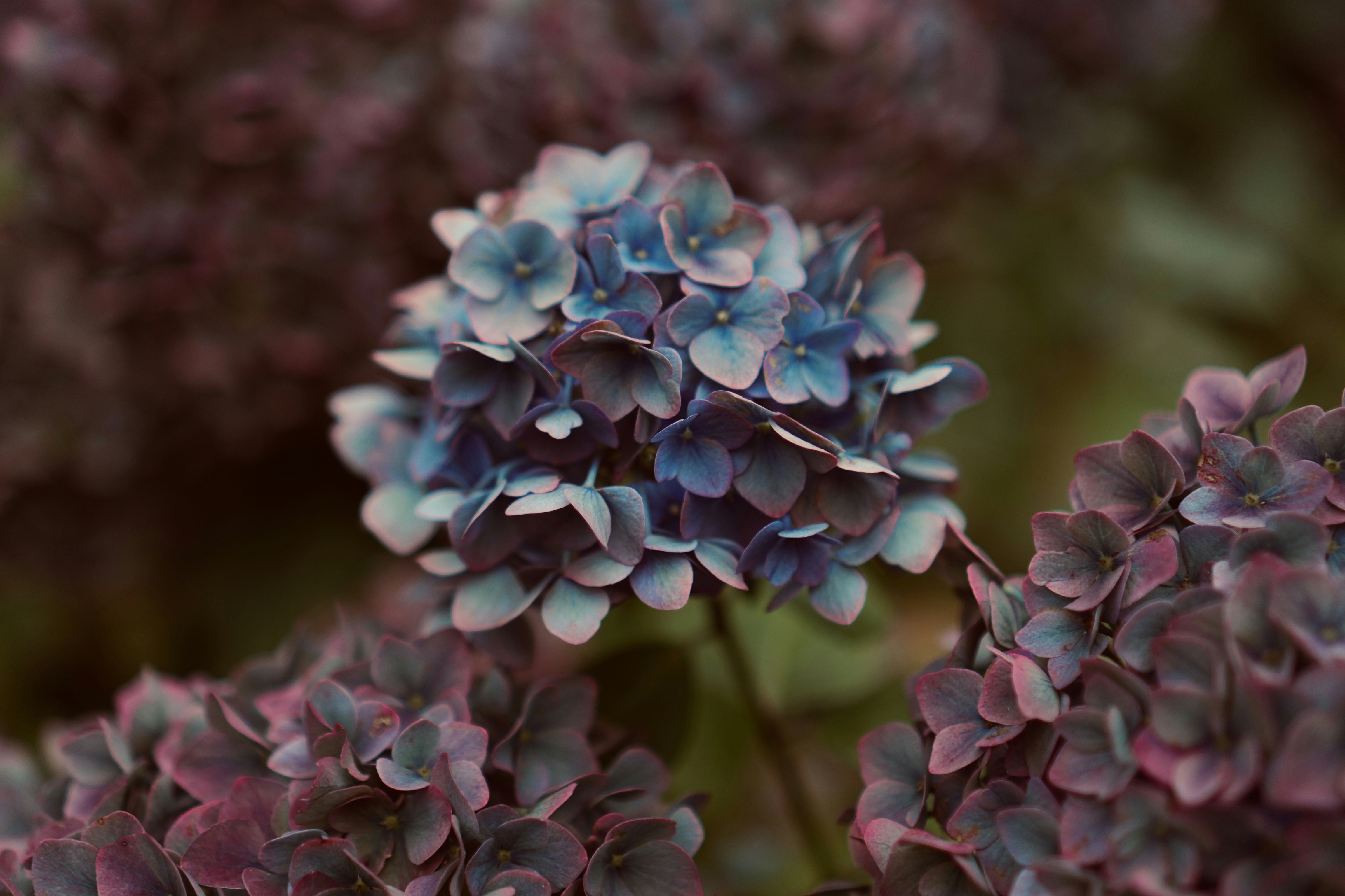 Hydrangea Mosaic: A Quiet Burst of Color in Dappled Light