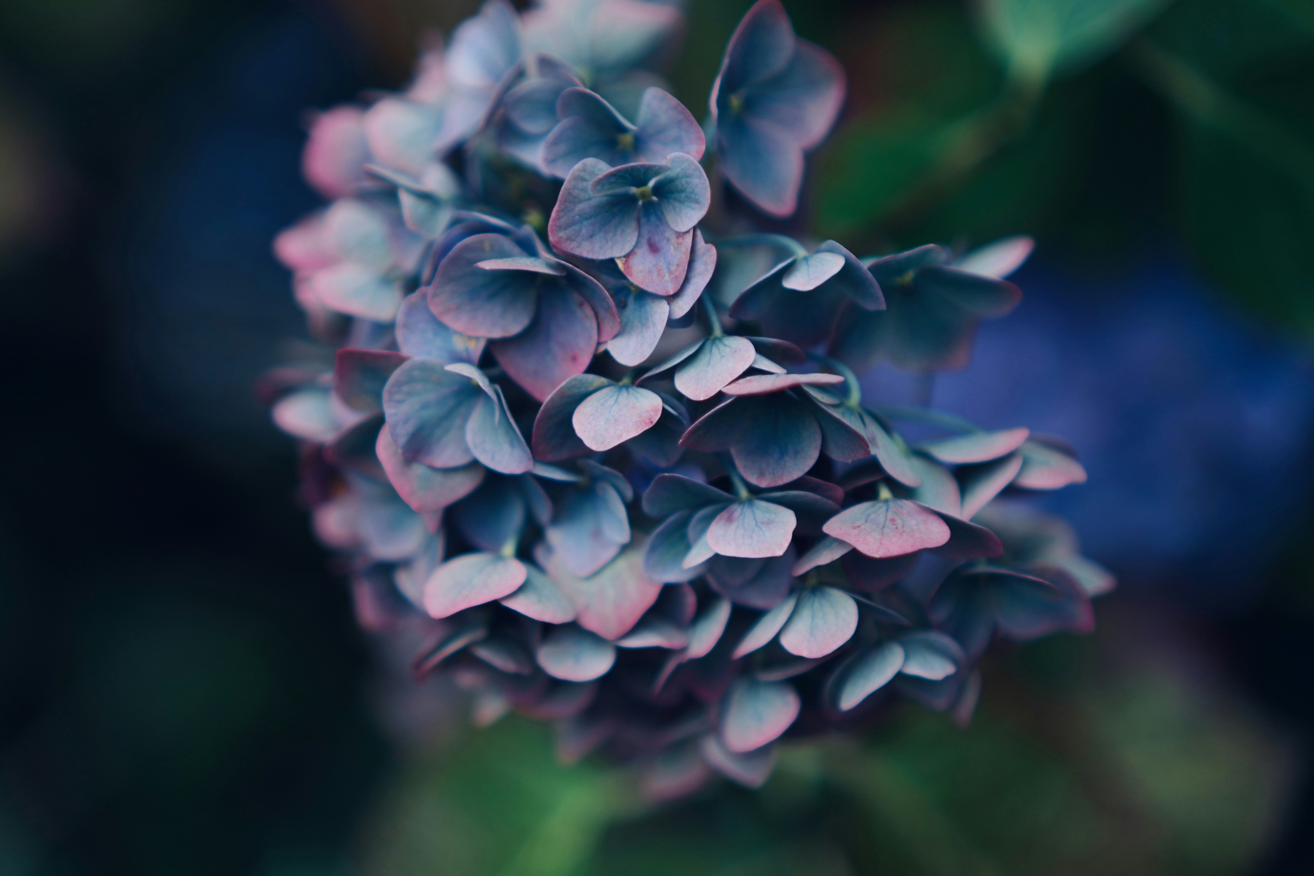 Dreamy Hydrangea Cluster in Velvet Evening Tones