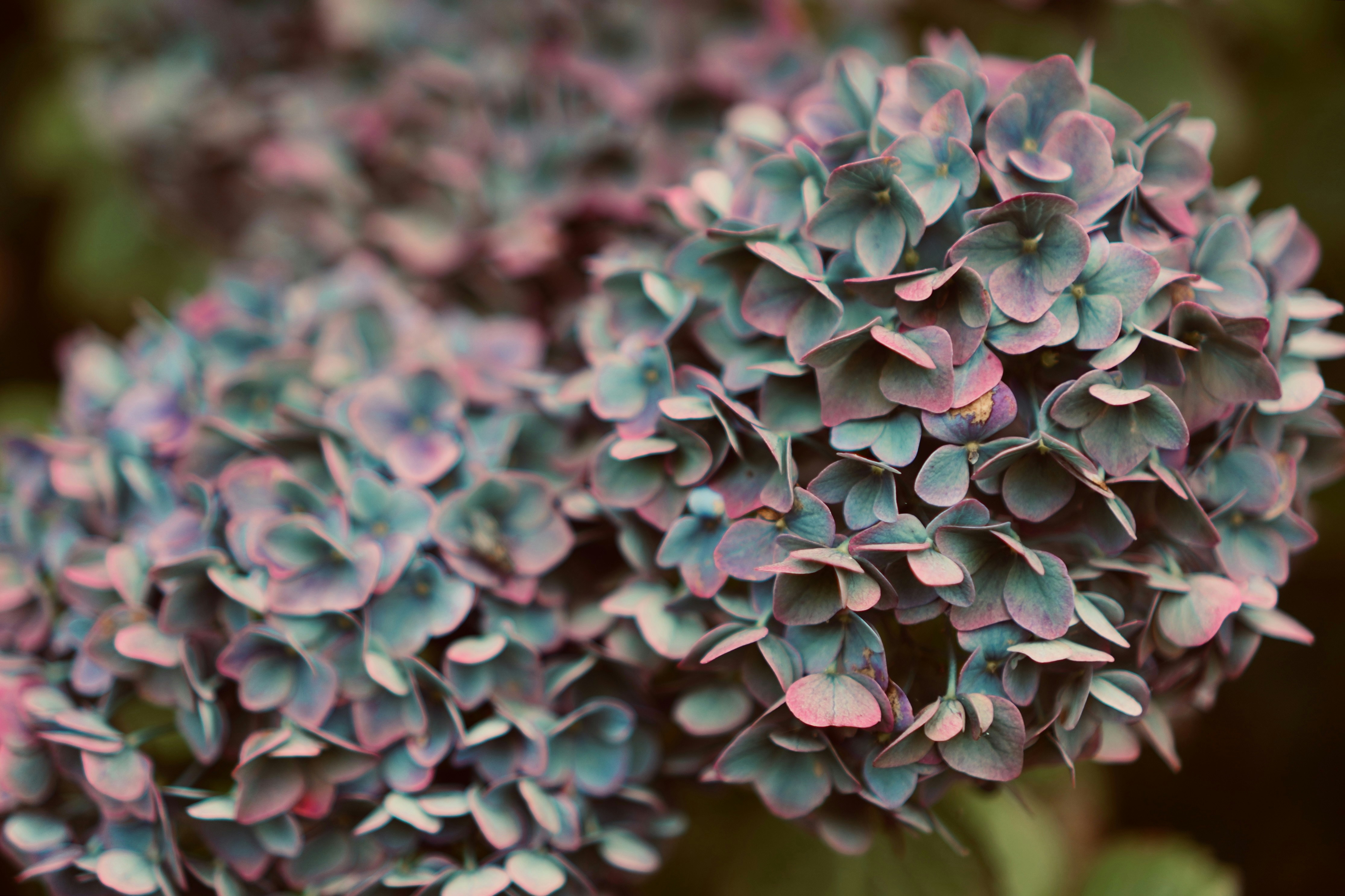 Pastel Hydrangea Clusters in Soft Focus