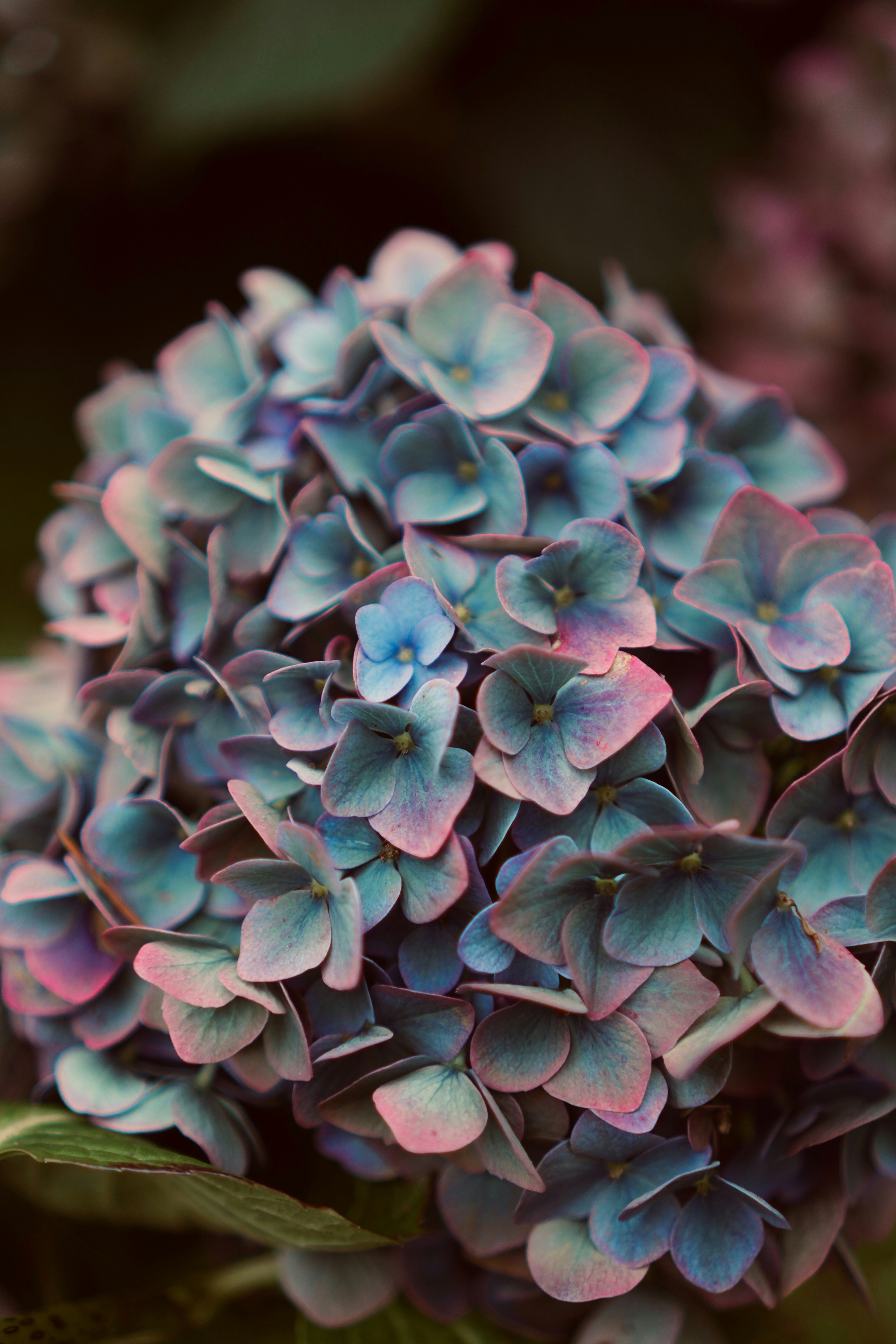 Pastel Hydrangea Bloom: A Quiet Cloud of Color