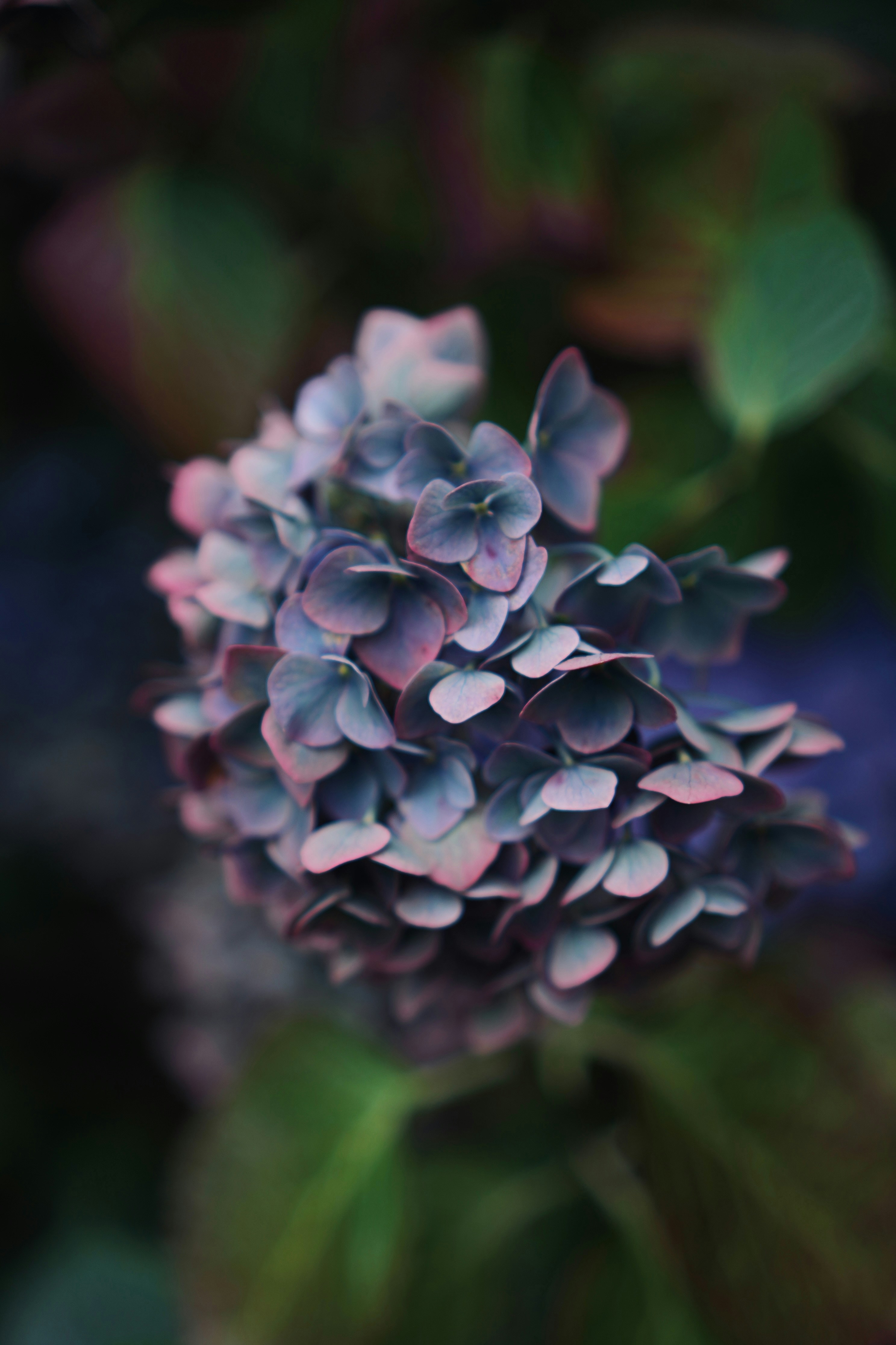 Midnight Blue Hydrangea Moment