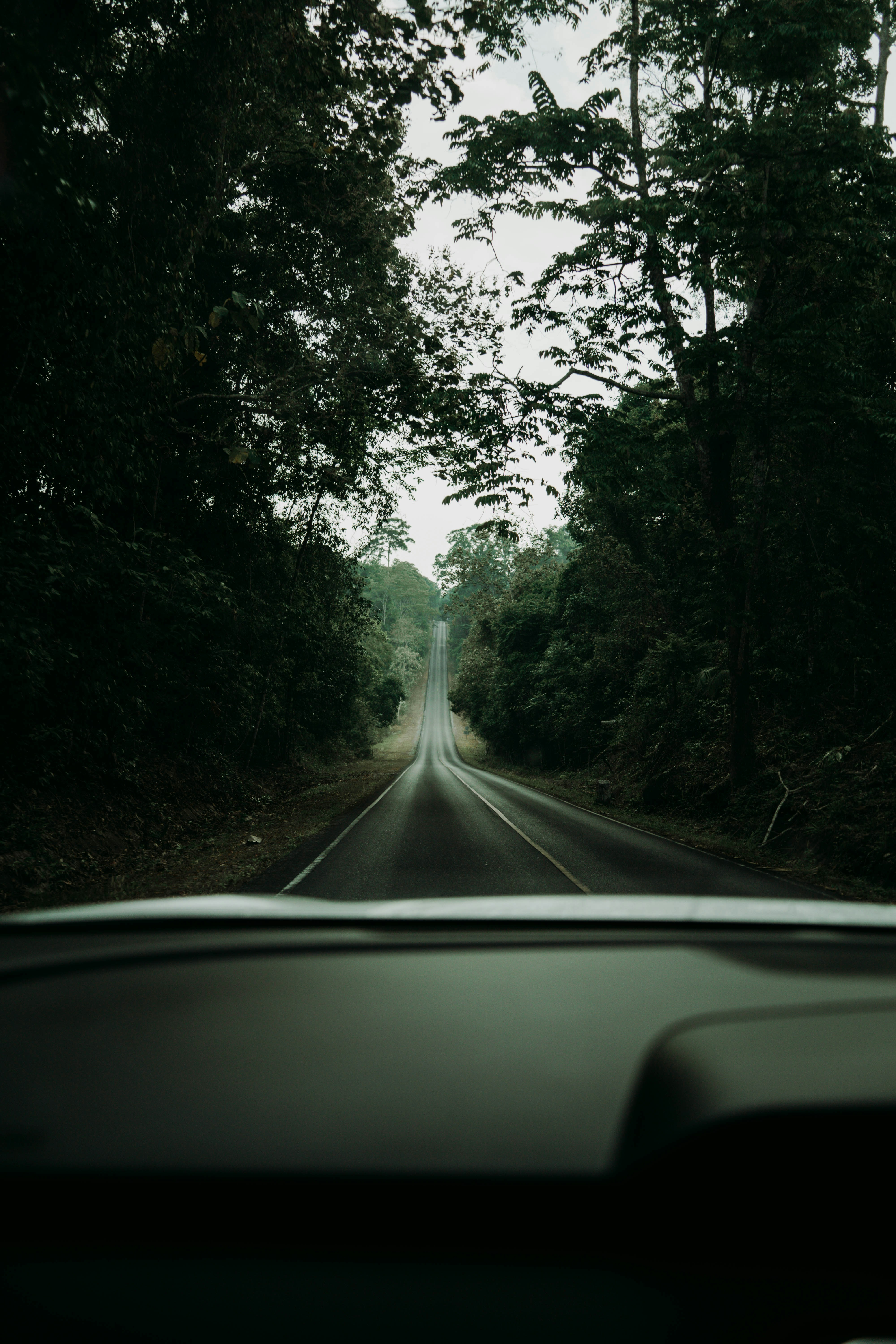 Road Through the Green Cathedral