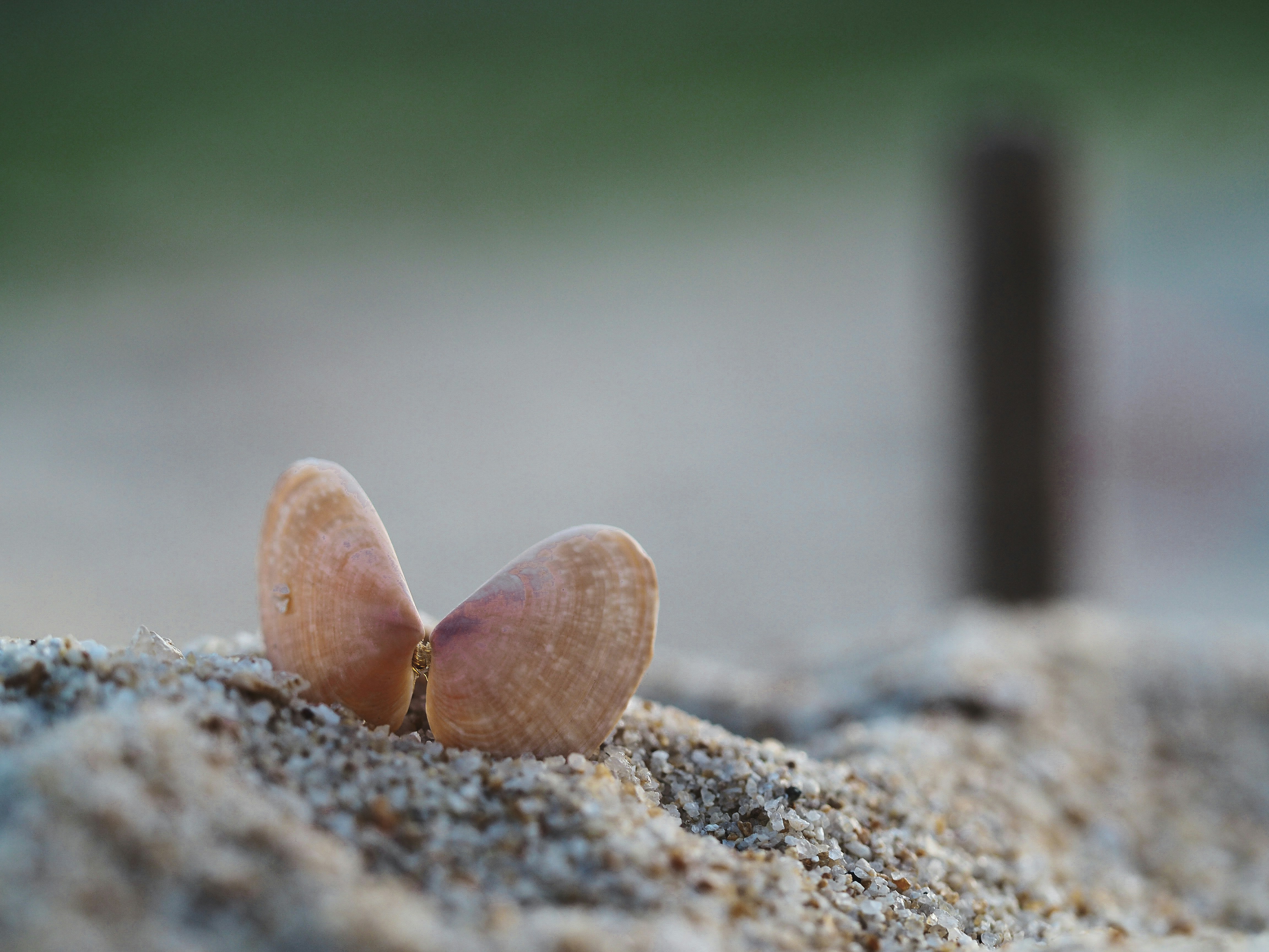 Two Sand-Tunnel Seeds: A Tiny Moment of Life on the Beach