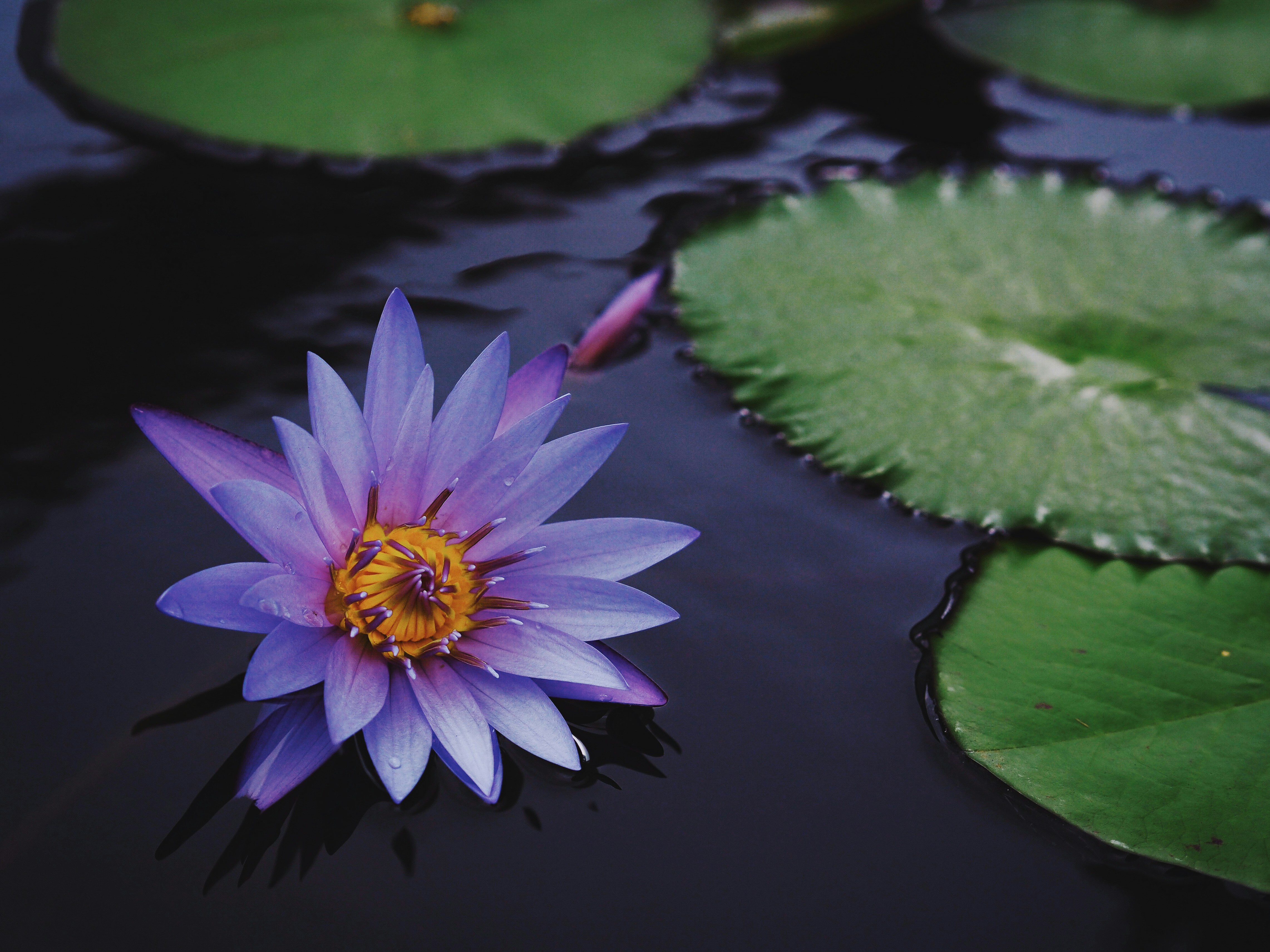 Purple Water Lily in Calm Pond
