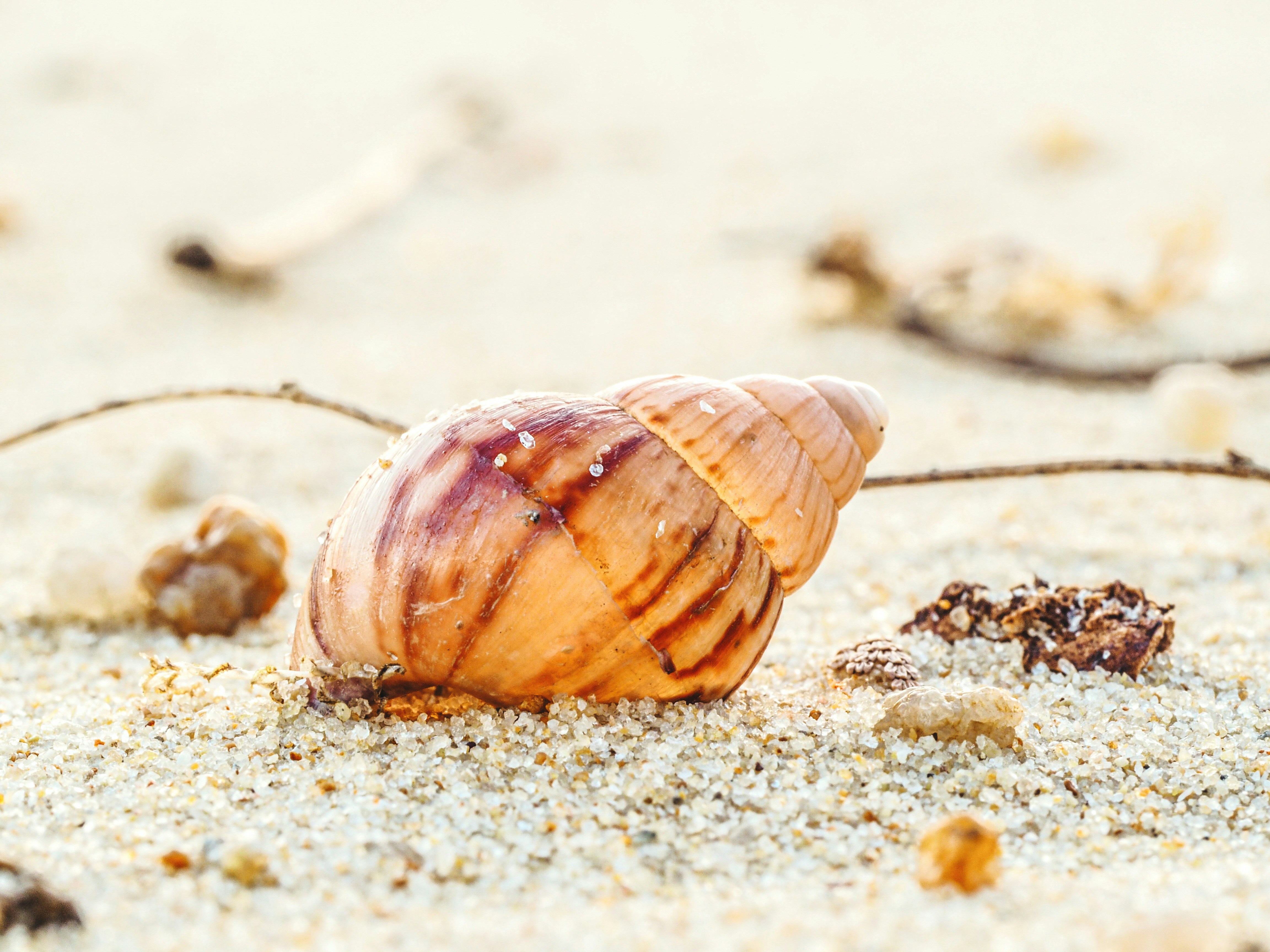 Deserted Shell on Whispering Sand