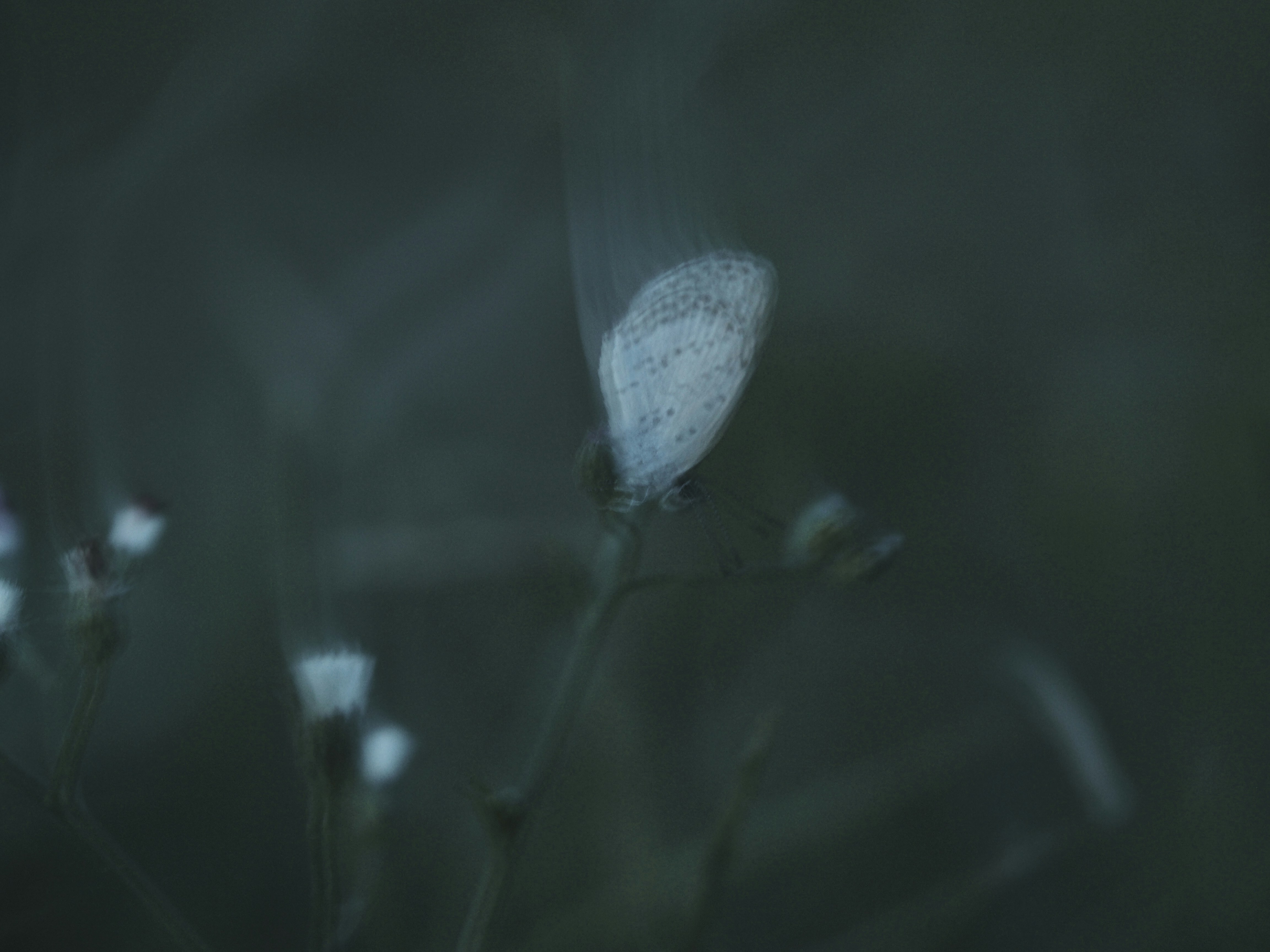 Faded Wing on Silent Stem