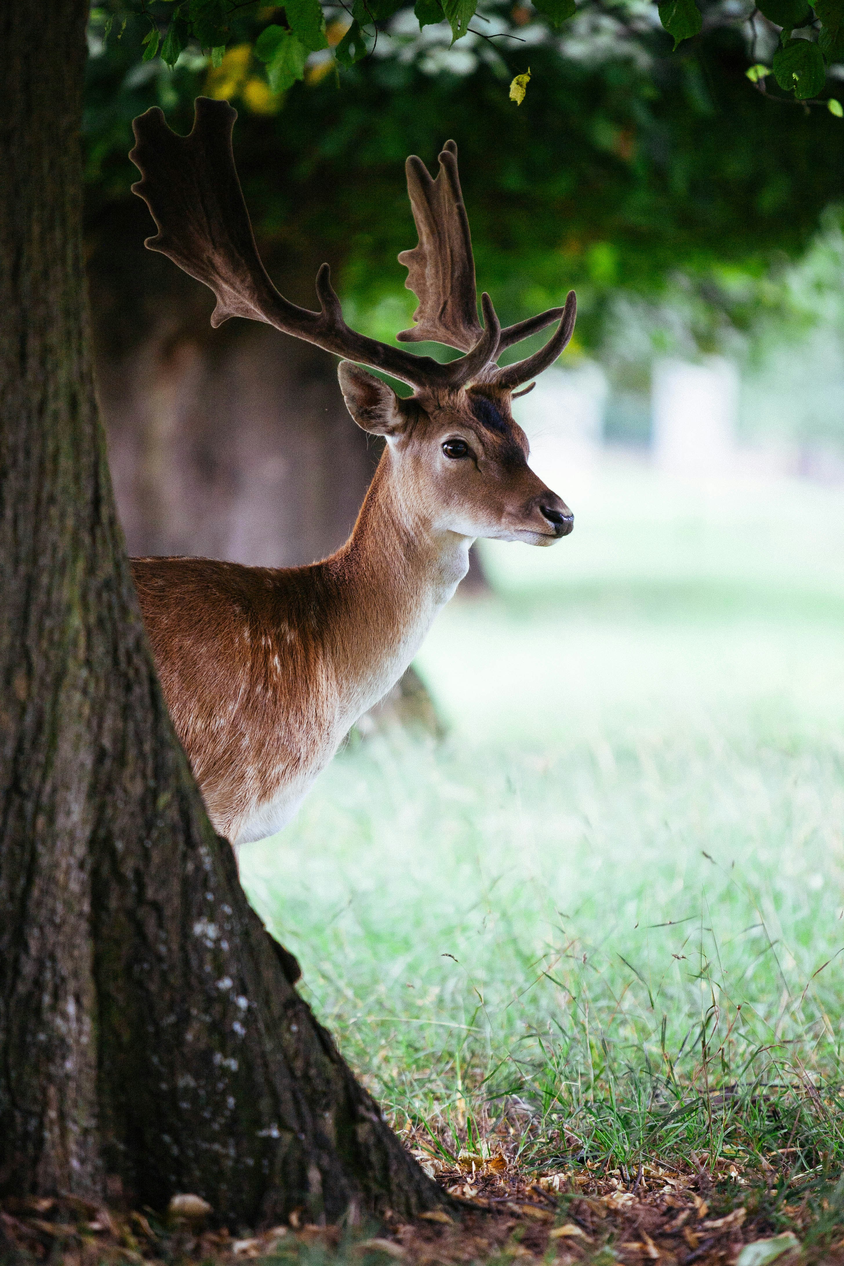 Stag in Dappled Light: A Quiet Portrait Under the Oaks