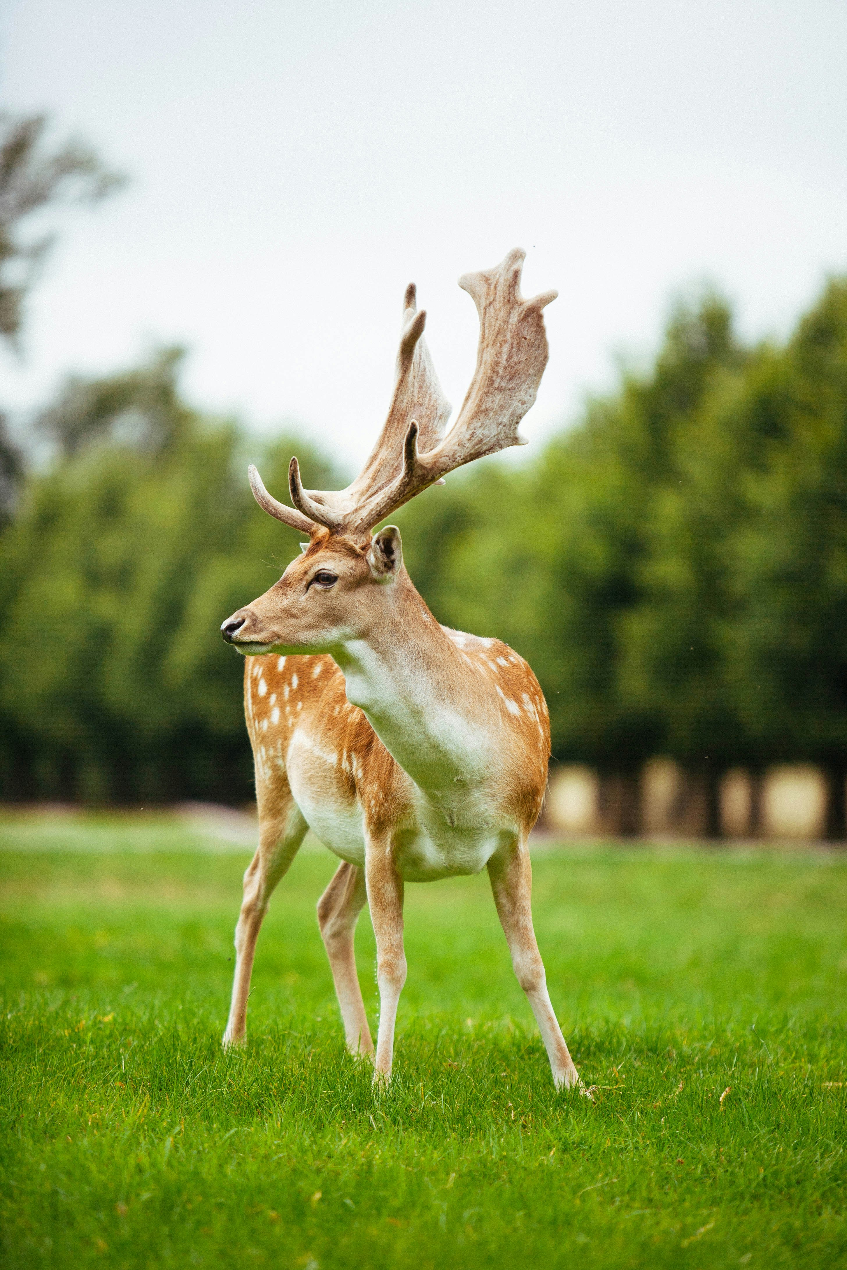 Majestic Stance: A Fallow Deer Pauses in a Sunlit Clearing