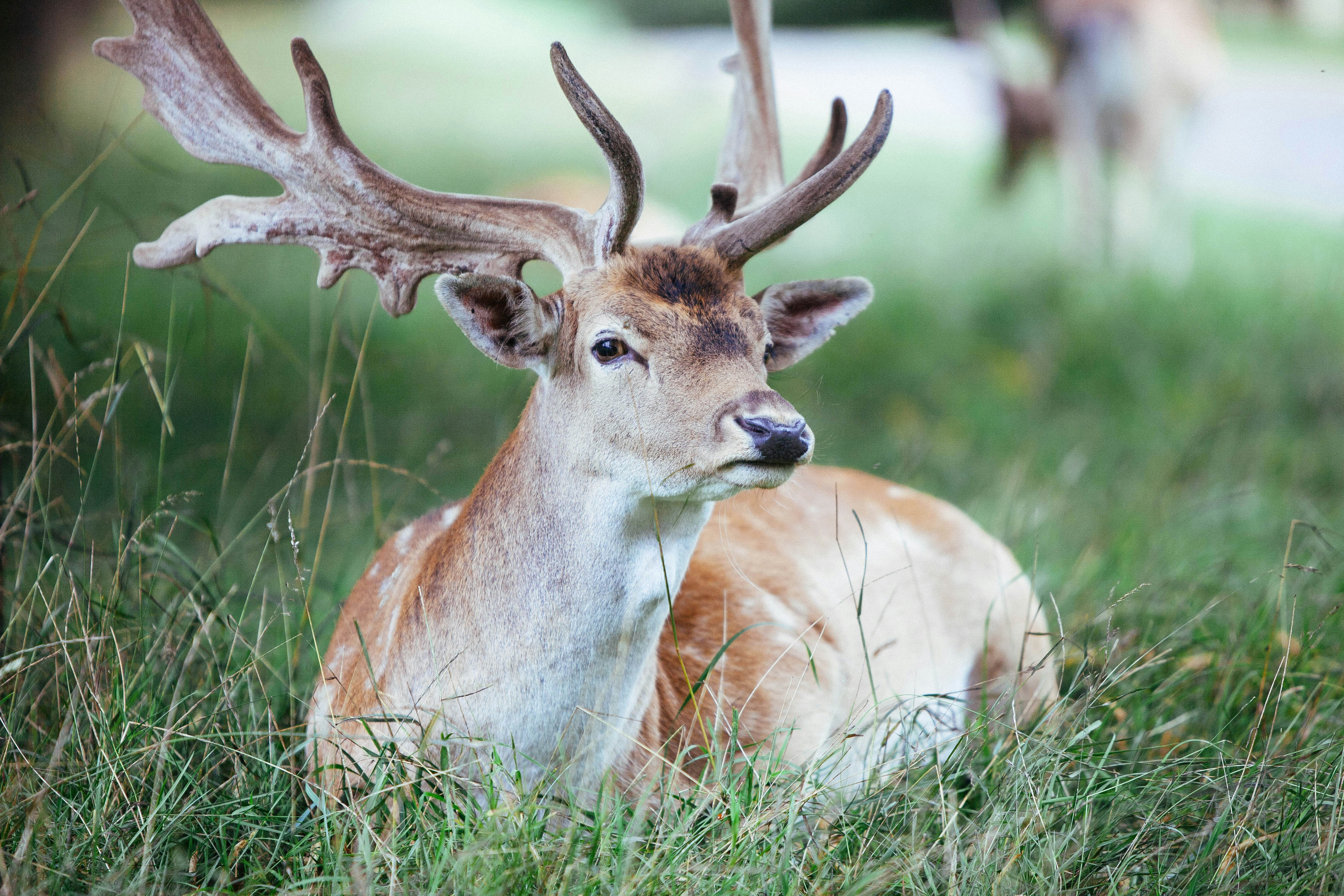 Regal Stance: A Red Deer in Quiet Meadow