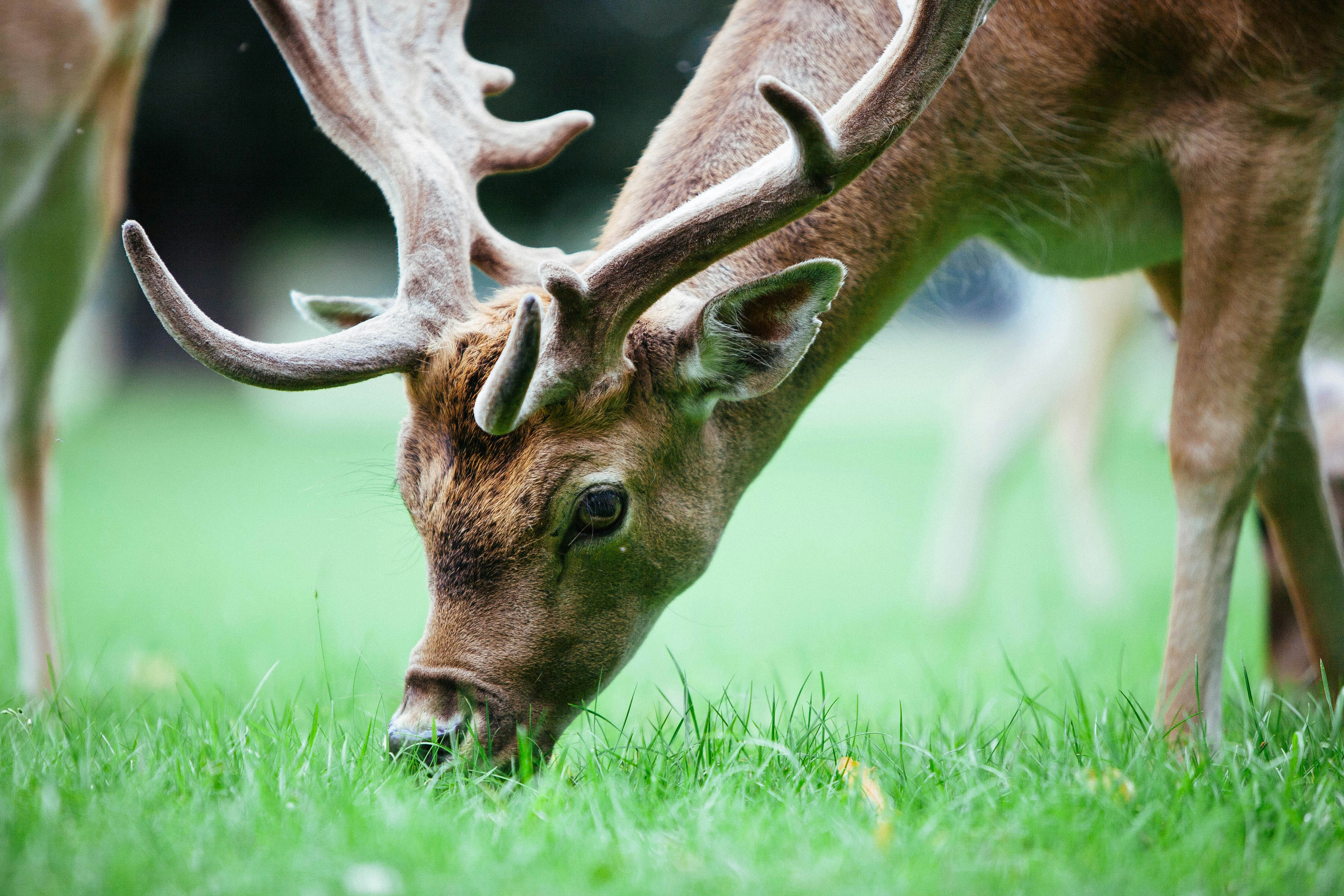 Grazing Stag: A Moment of Calm Amid Green Fields