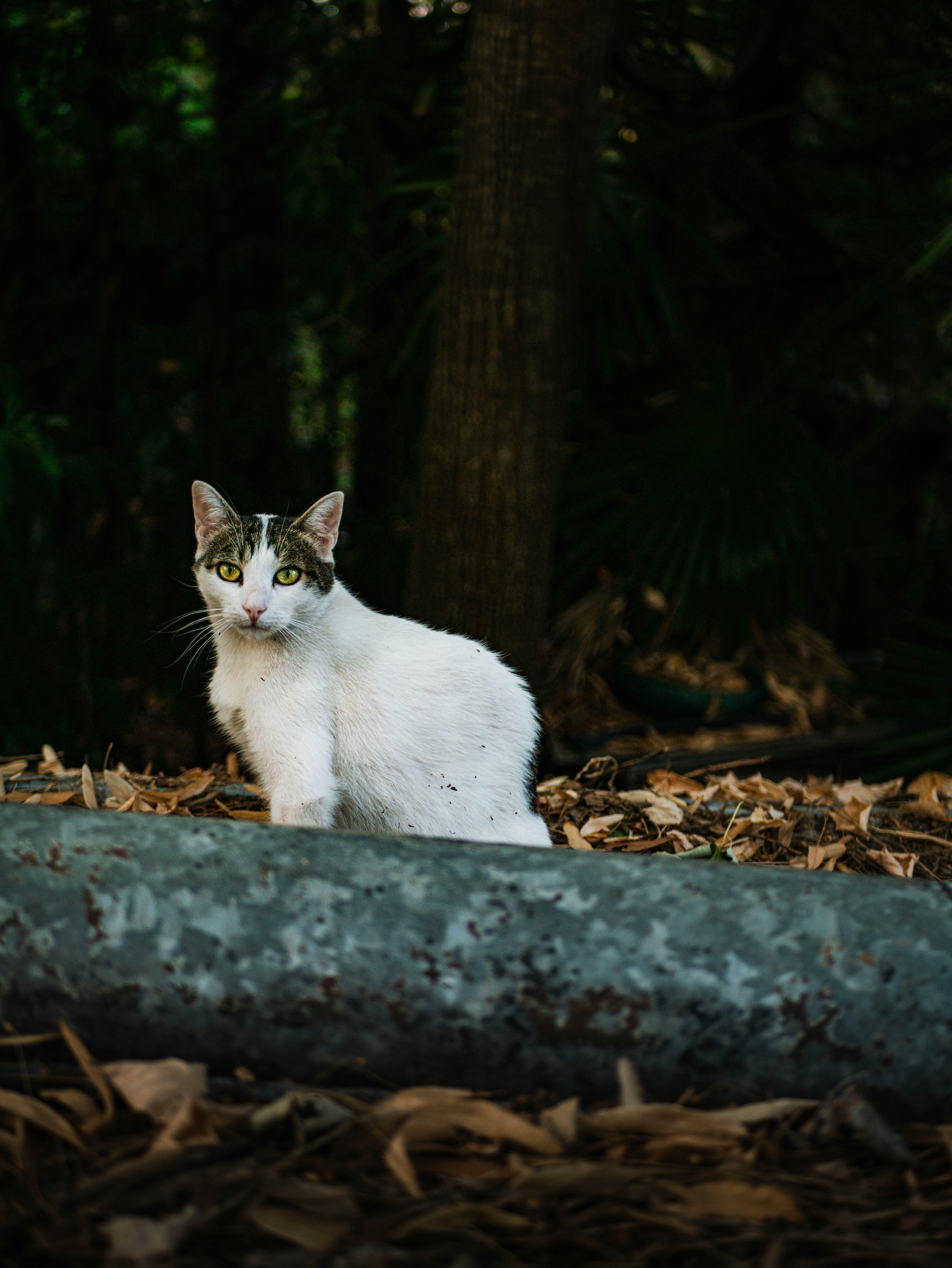 Curious Feline in a Quiet Forest Clearing