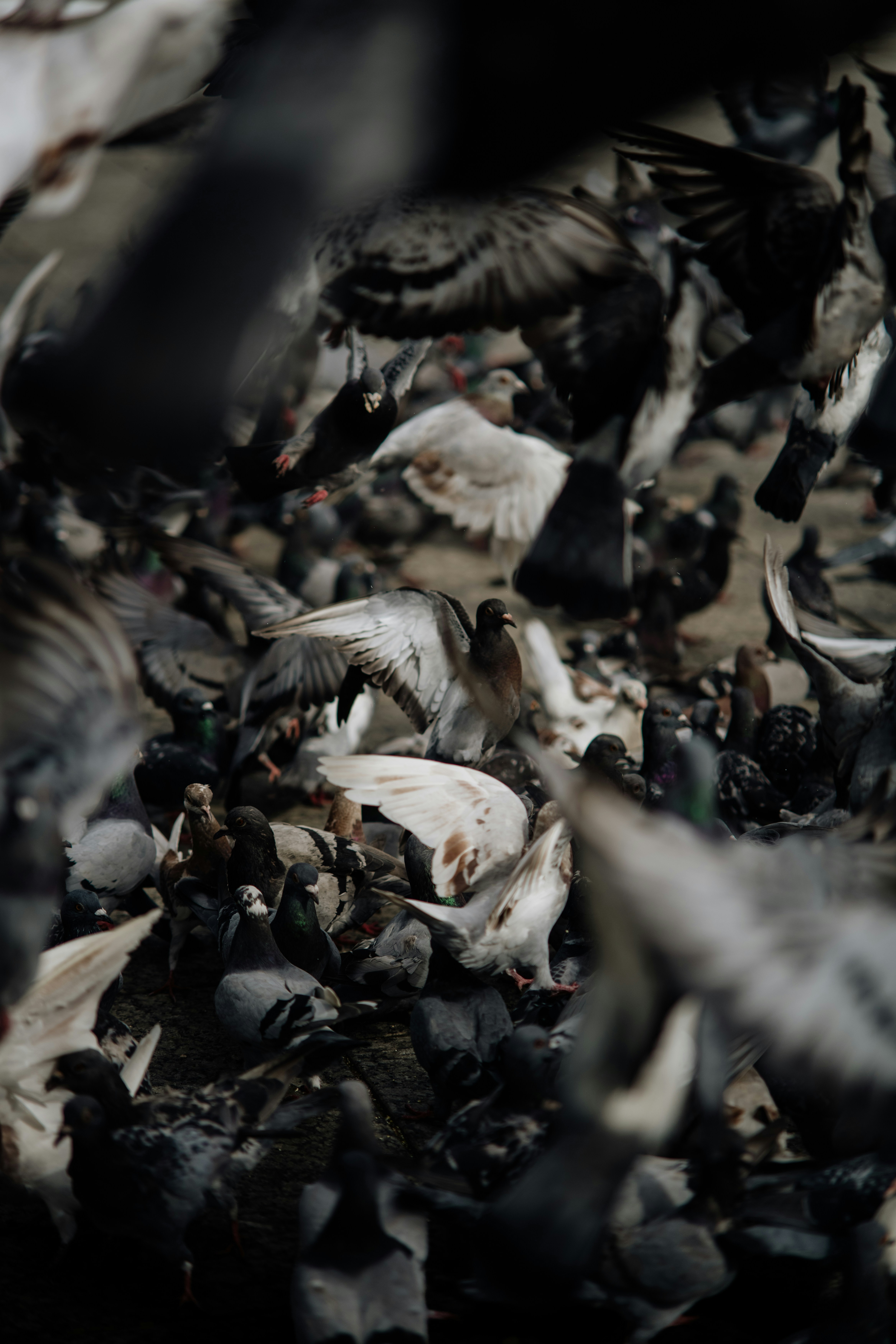 Midair Chaos: Birds Clash in a Churning Flock