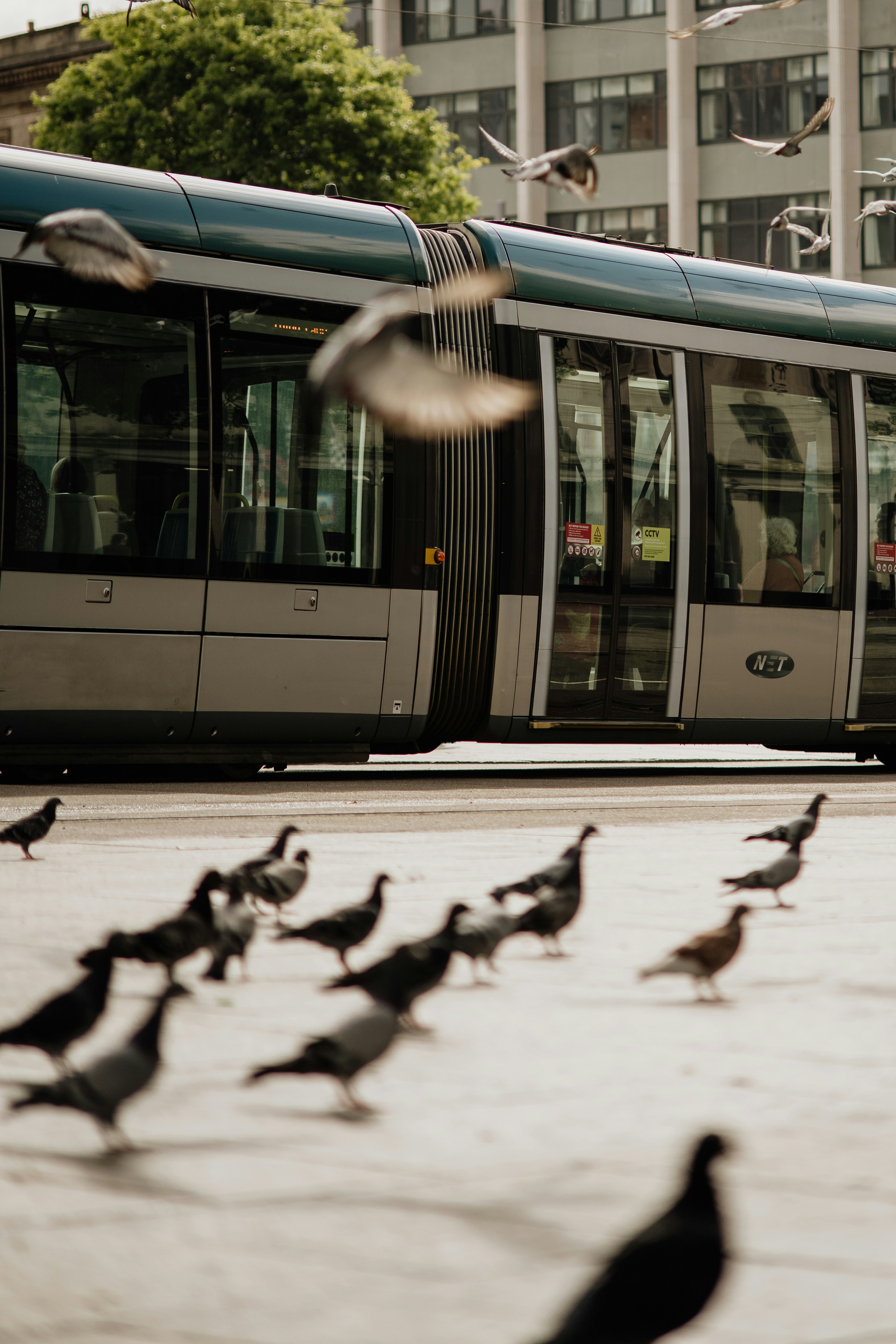 Urban Transit in Motion: A Tranquil Moment Amid Feathery Chaos