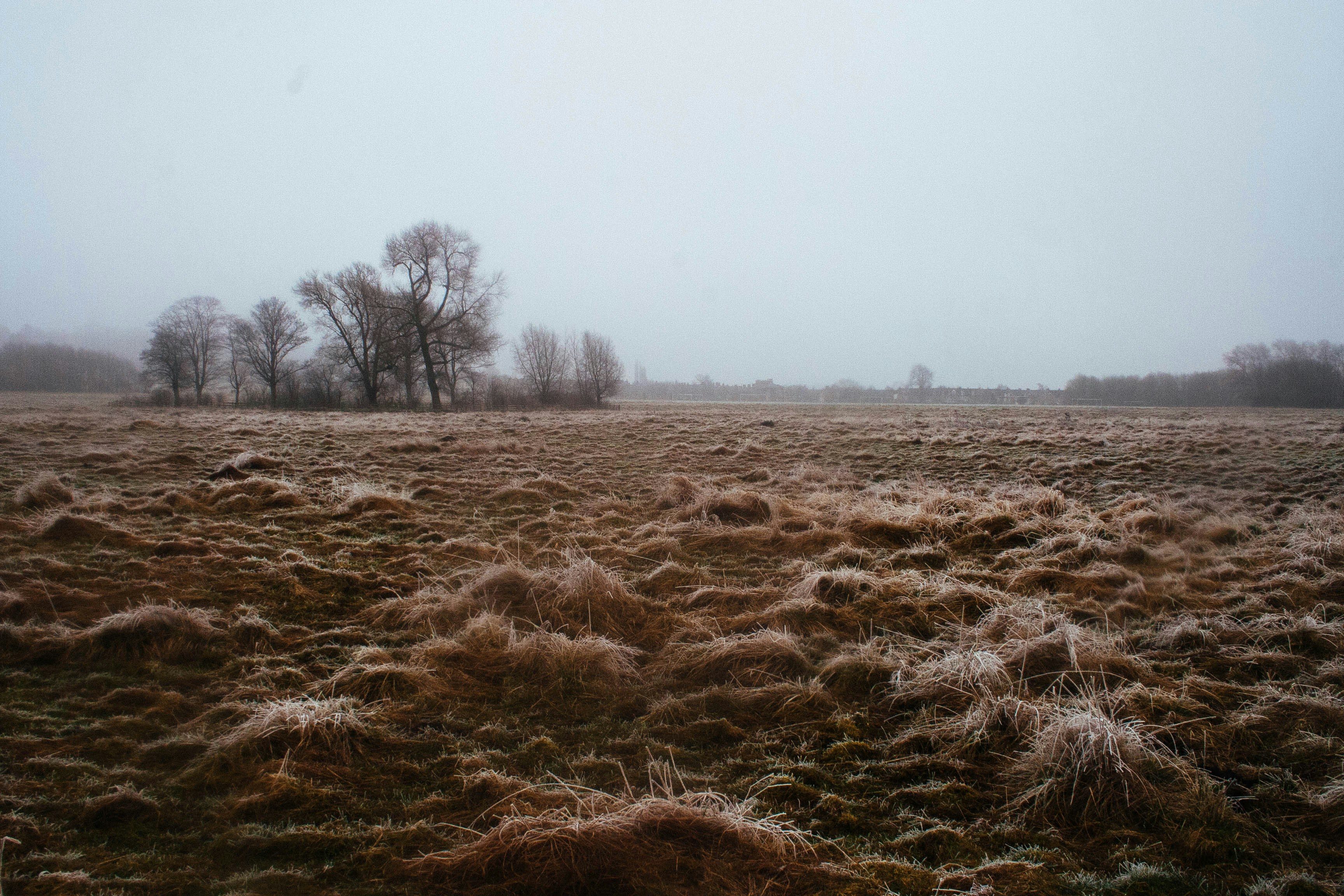 Frost-Soft Field at Distant Horizon