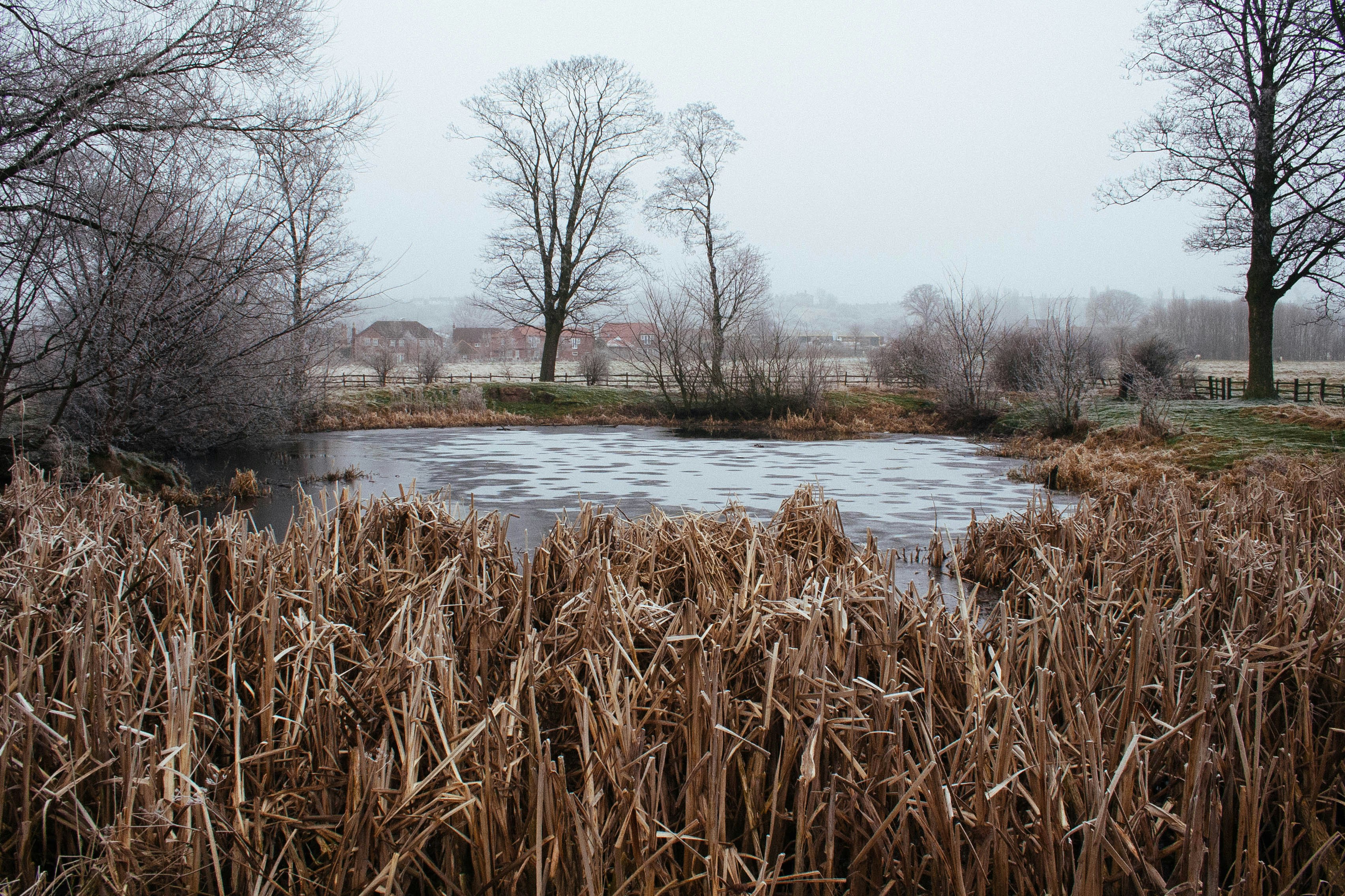 Reed-fringed wetlands under a quiet January sky