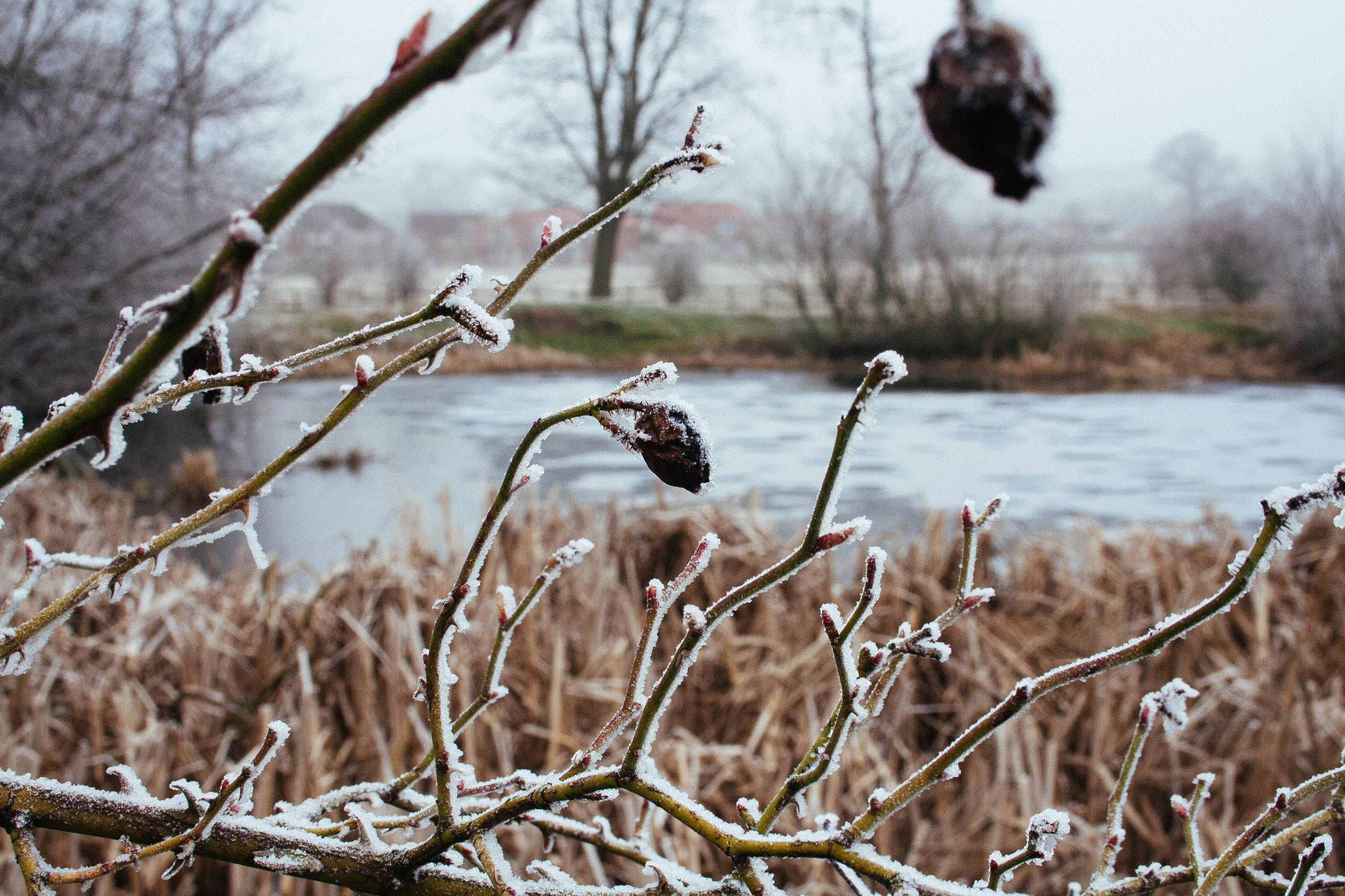 Frost-kissed twig over a quiet winter lake