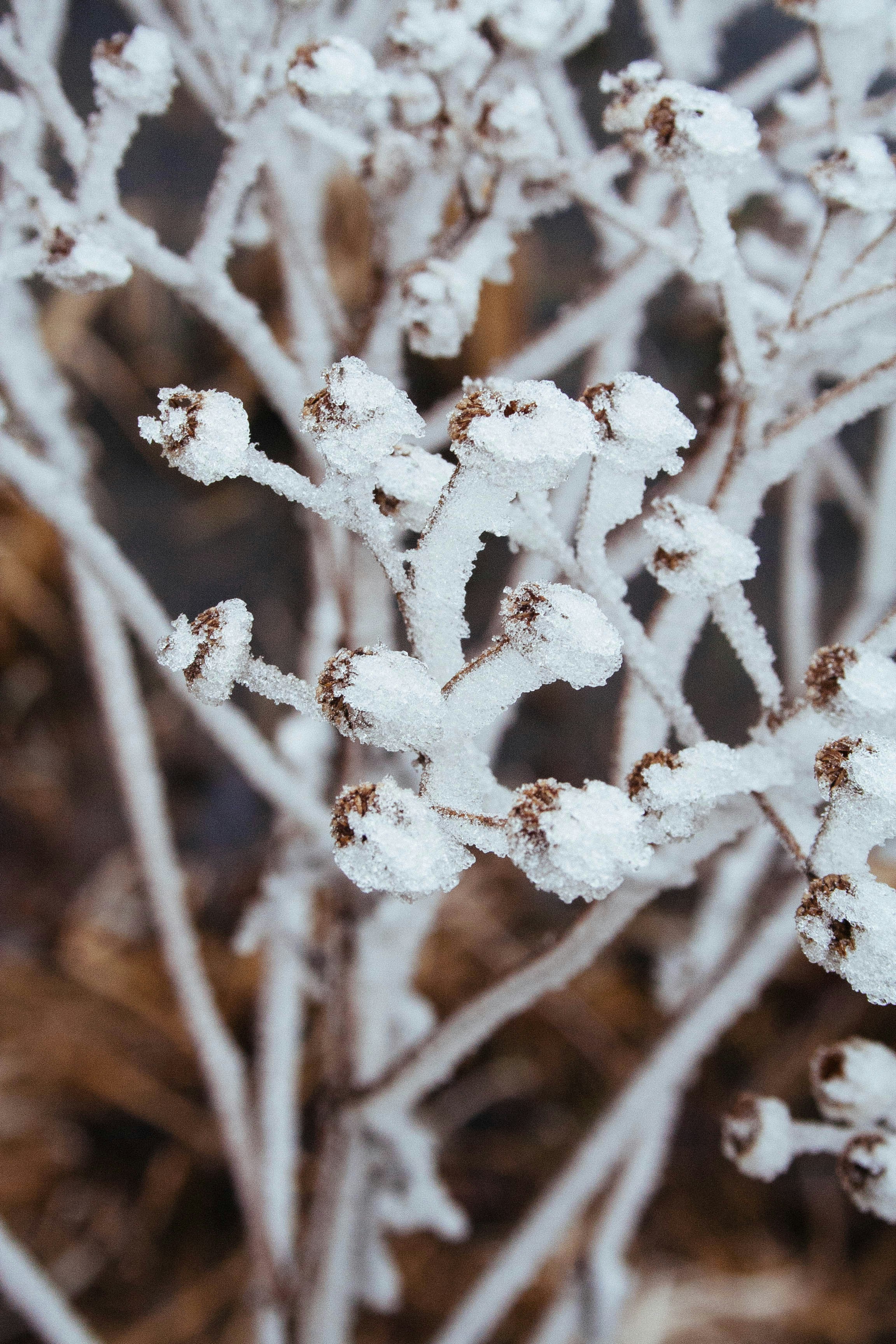 Frosted Quiet: Snow-Capped Seed Heads in Winter's Quiet Climb