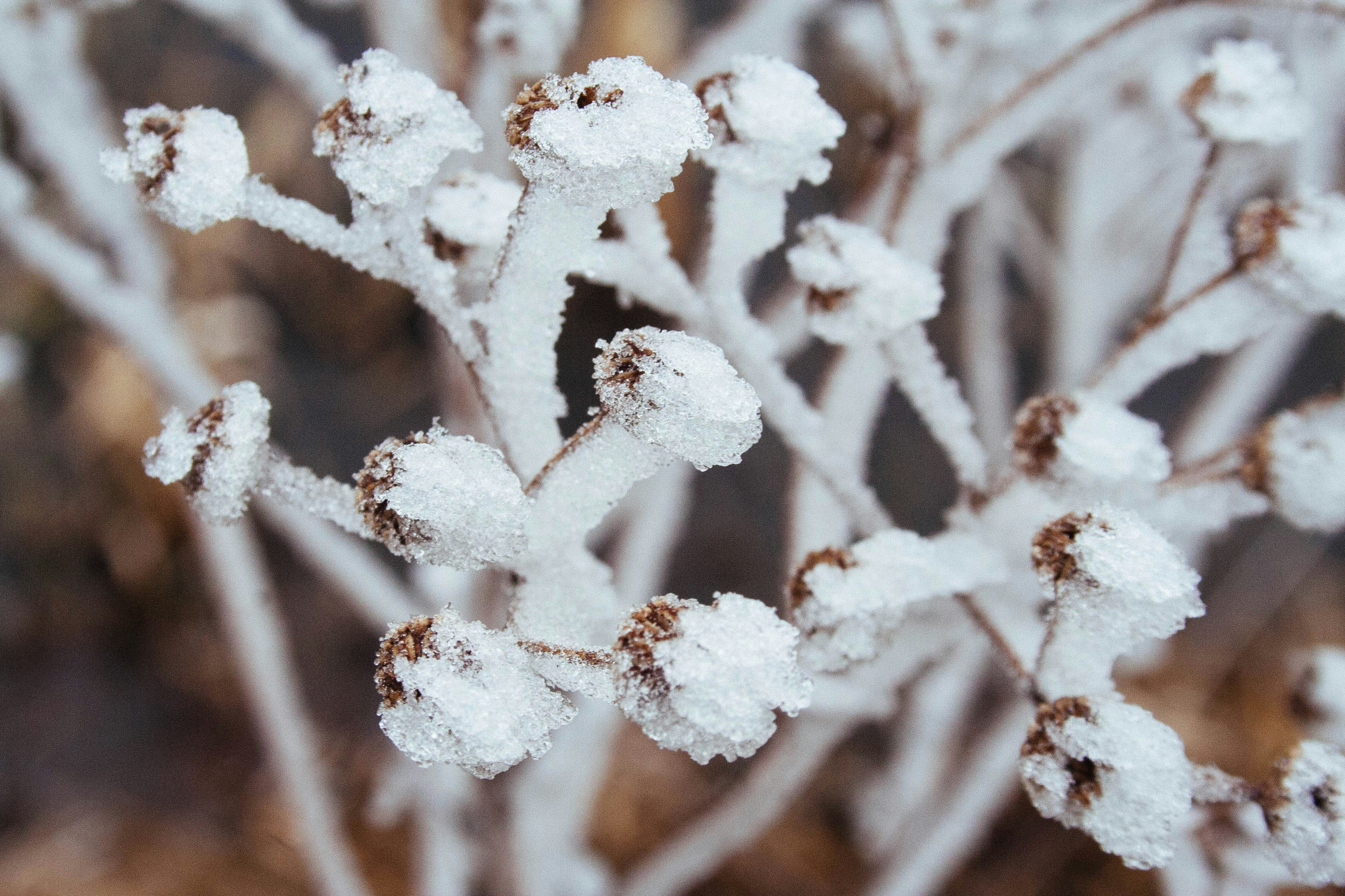 Frosted Branches: Delicate Crystals Adorning Winter's Quiet Portrait