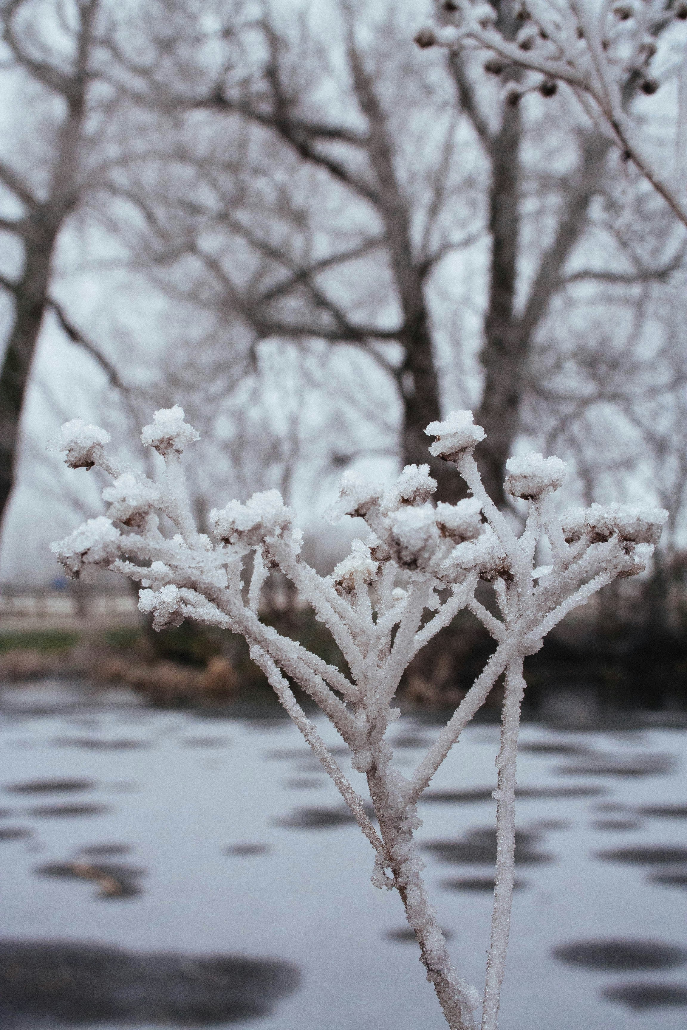 Frosted Botanicals: Snow-Kissed Branches Framing a Quiet Winter Scene