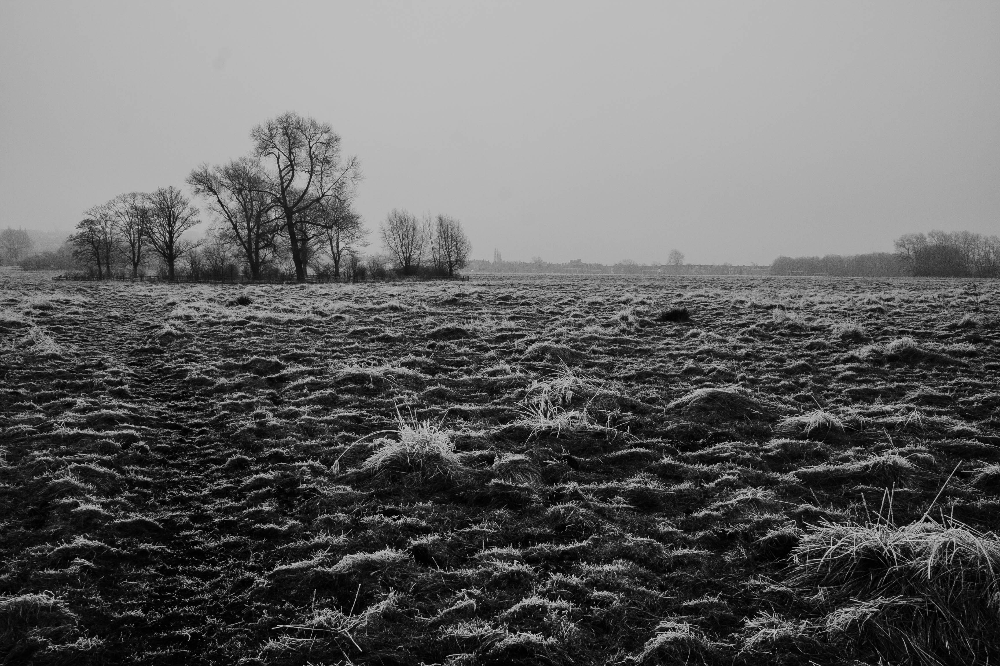 Mist-Lit Field Beneath a Sparse Tree Line