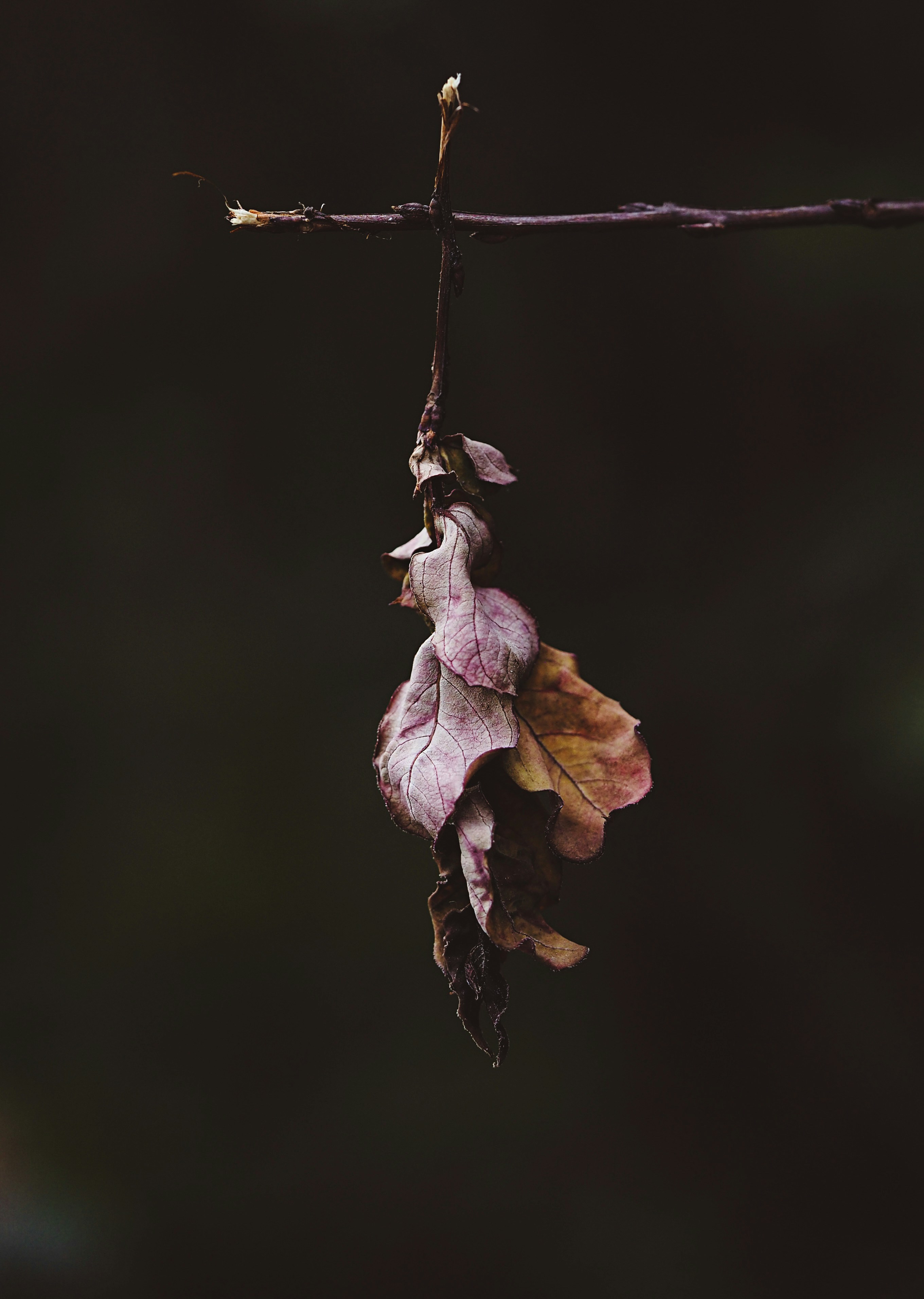 A single withered leaf hangs from a bare twig against a deep, shadowy background. The muted tones and shallow depth of field emphasize texture and decay; this is a still-life study rather than a portrait, presented as a quiet natural detail.