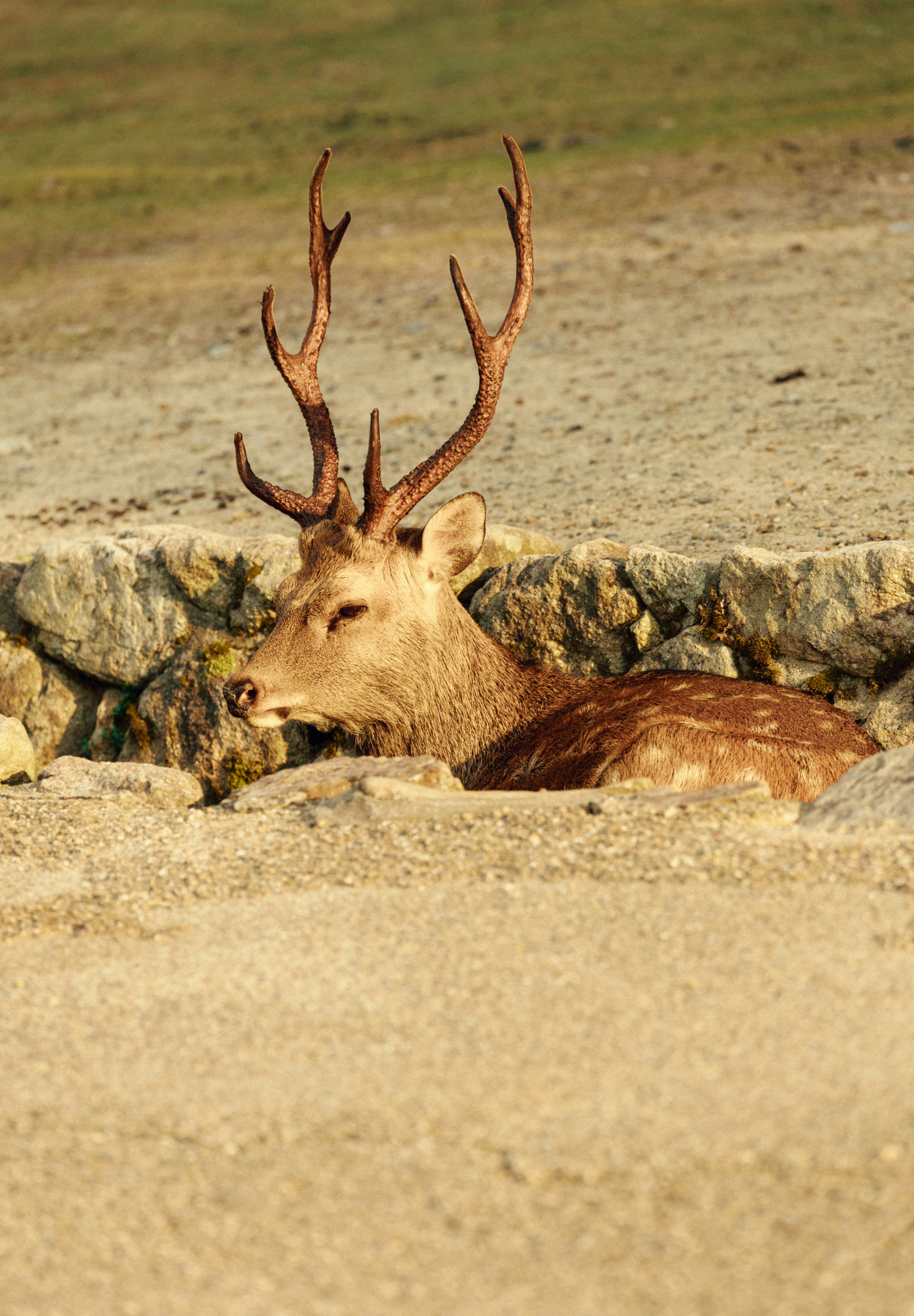 Deer Resting Behind a Stone Barrier at Dusk
