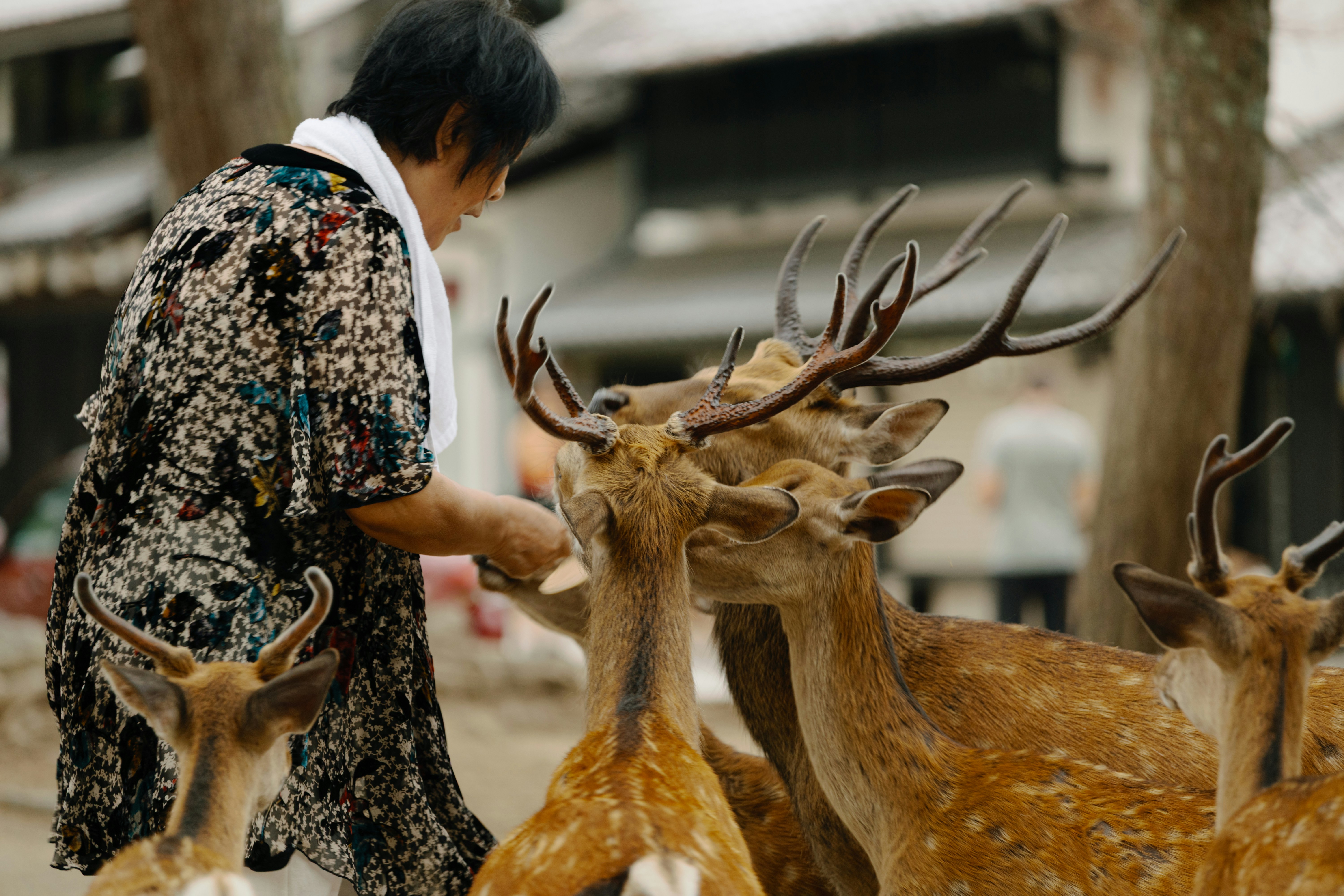 Close Encounter at the Deer Garden