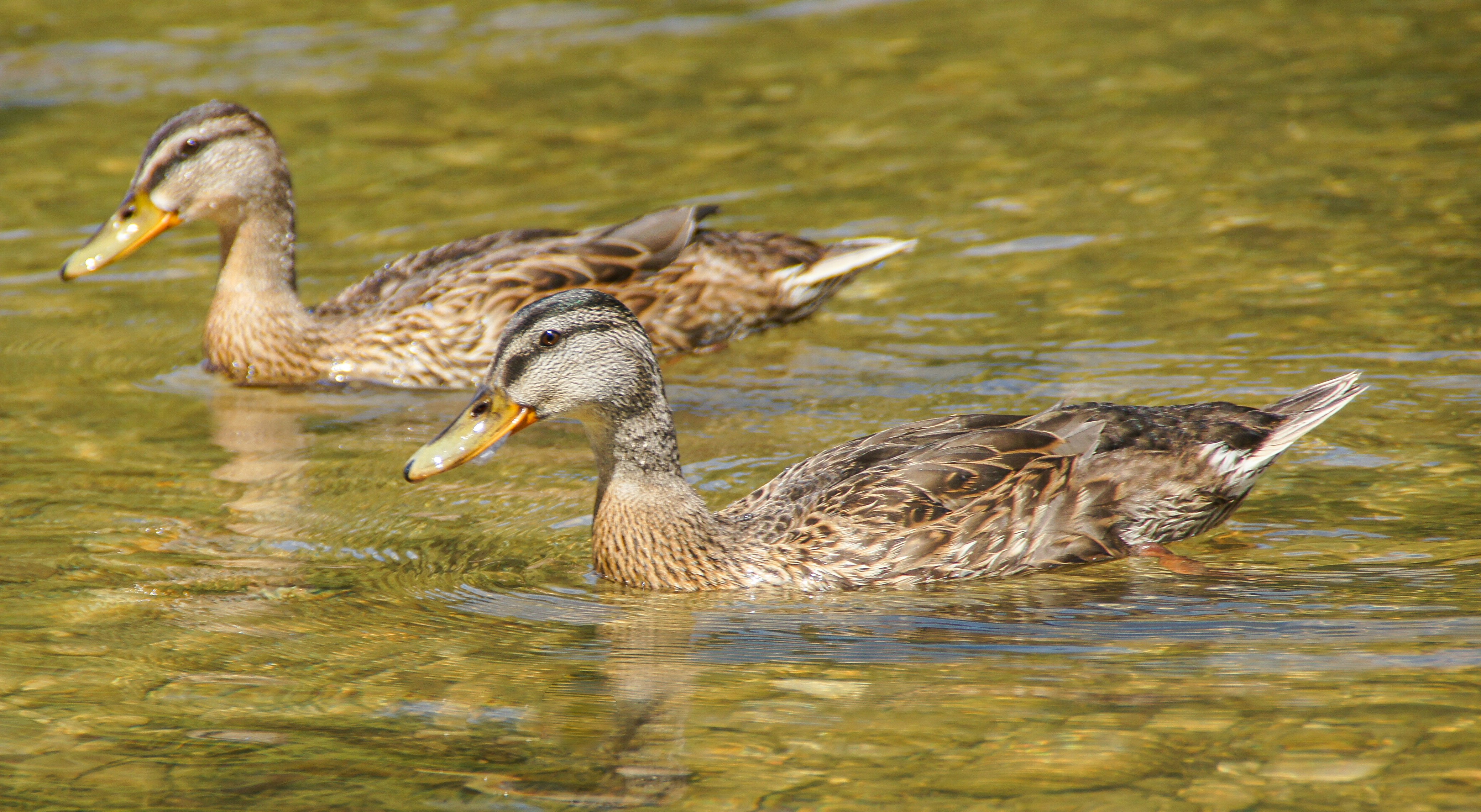 Two ducks gliding through sunlit ripples