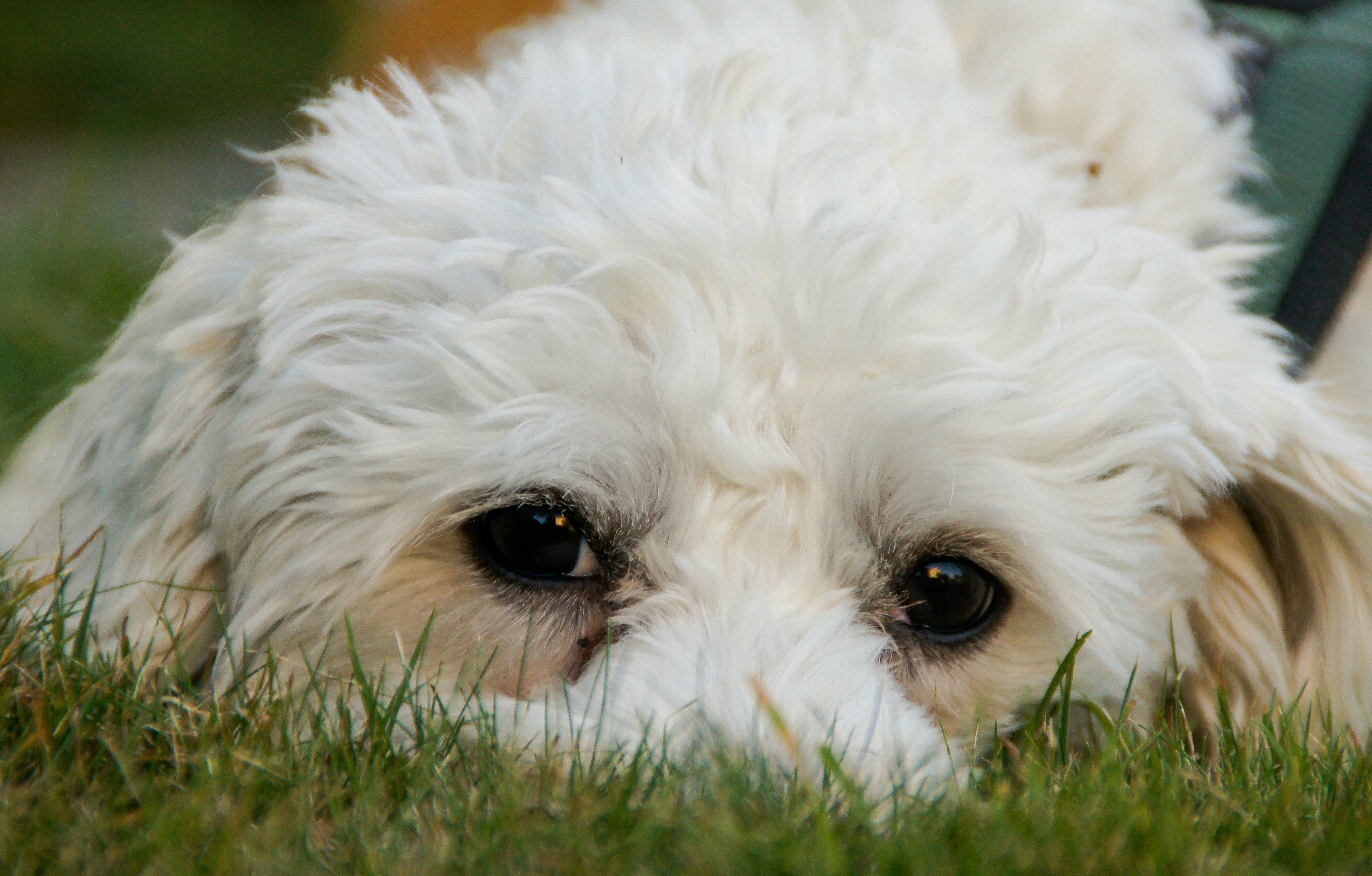 Low-eye Contact: A Dog Breathing Light into the Grass