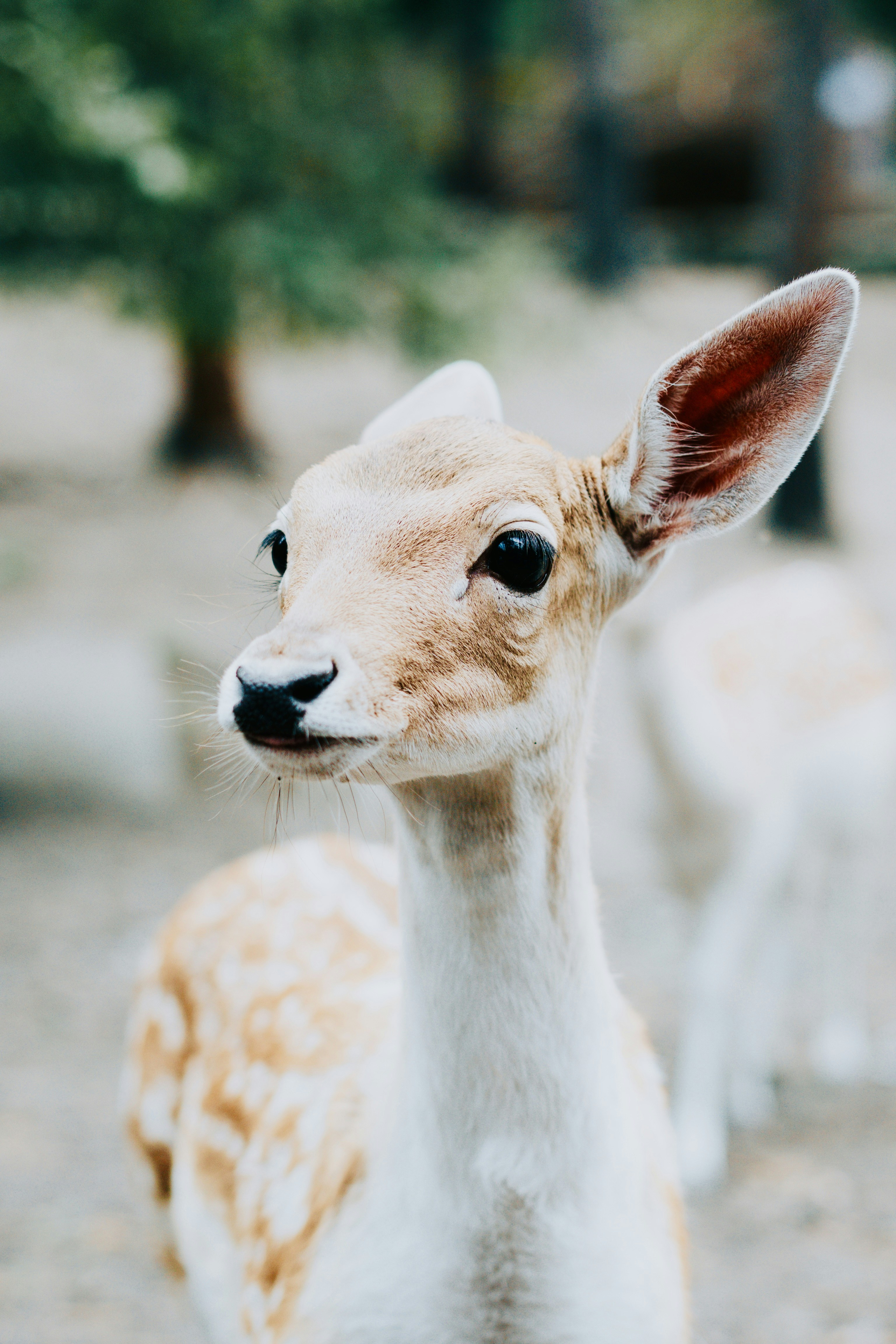 Curious Gaze: A Deerlet Pauses to Inspect the World