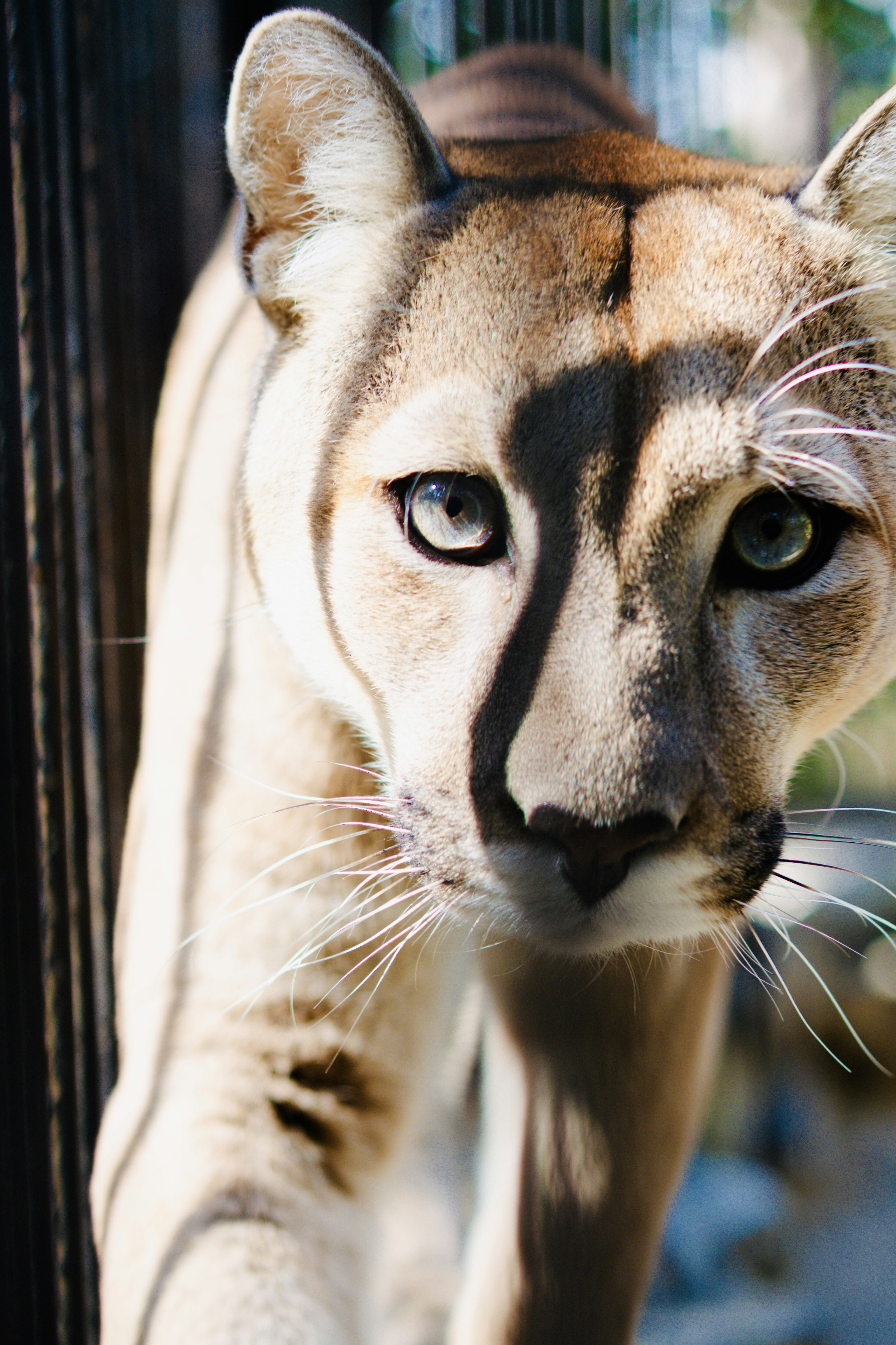 Eyes in Focus: A Curious Leopardess Close-Up