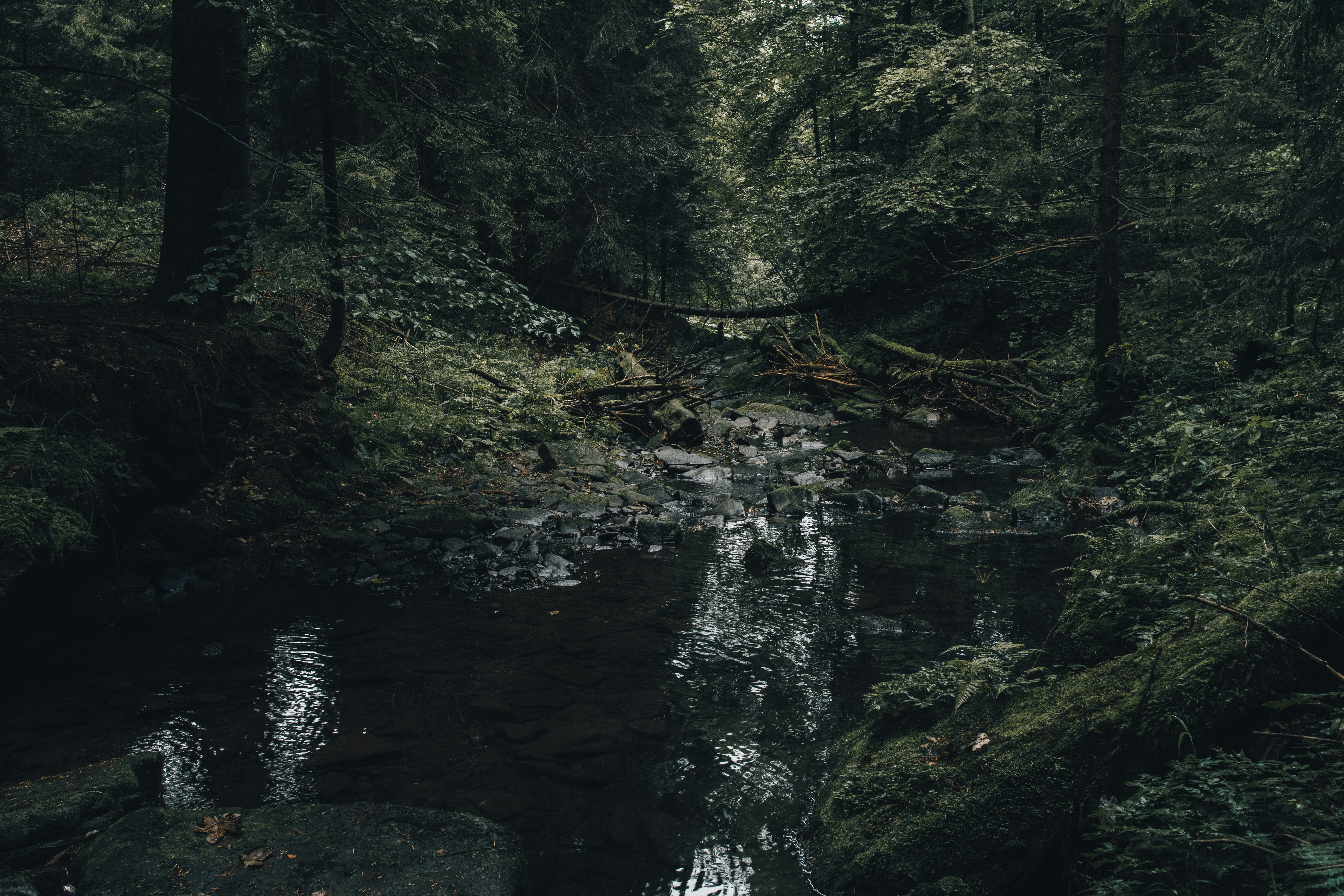 Moonlit Creek in a Quiet Forest Clearing