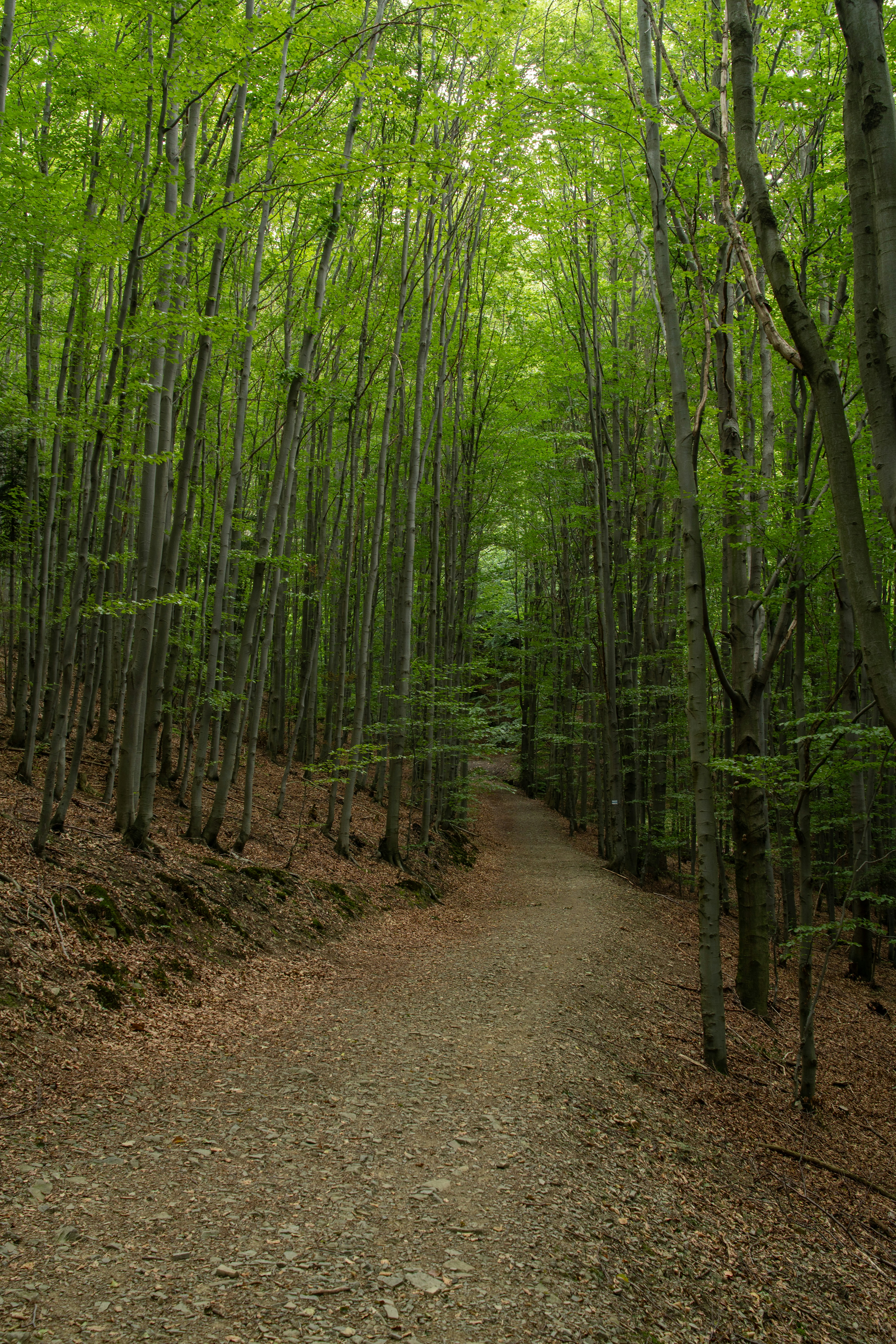 Path Through a Stately Green Corridor