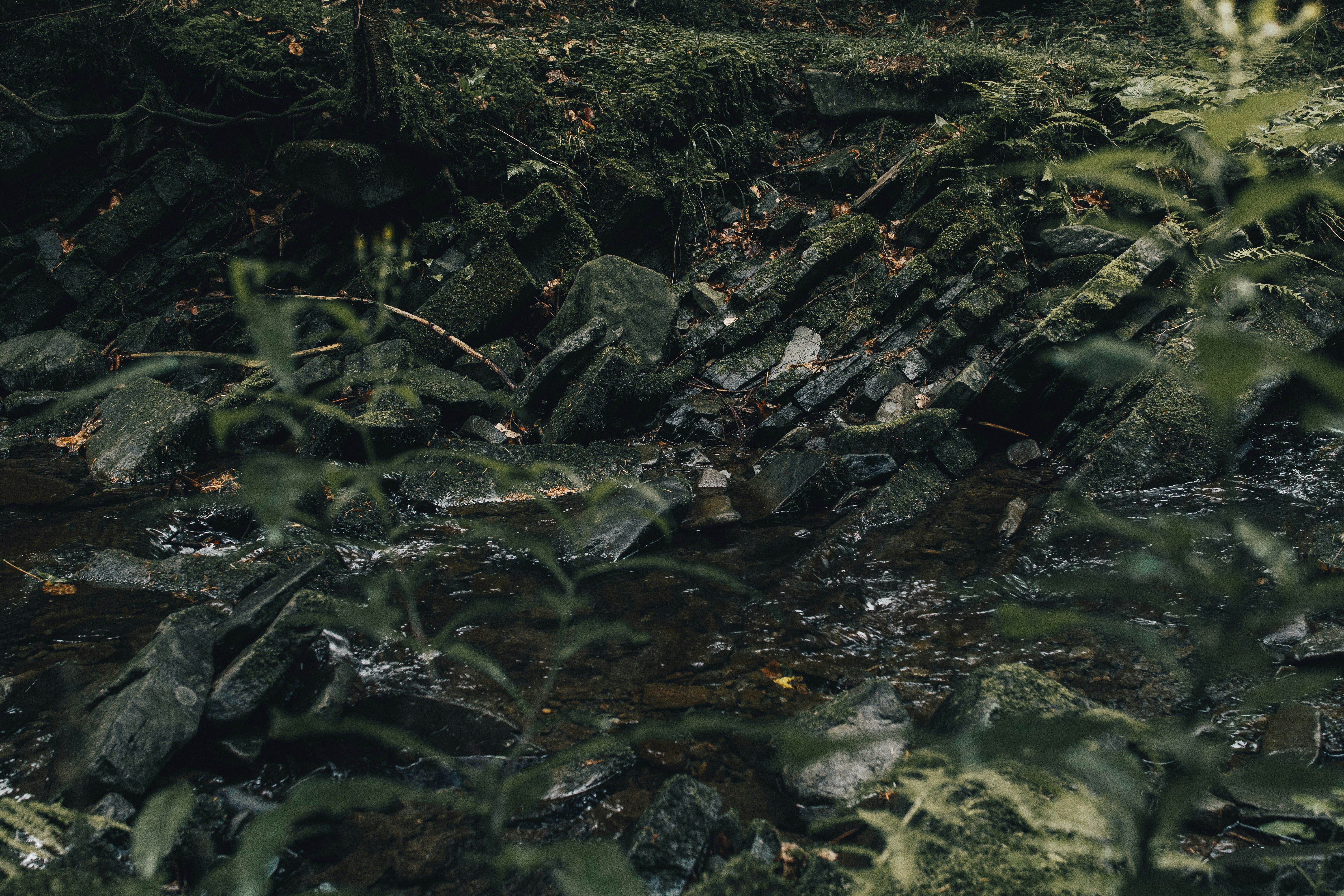 Verdant Cascade: Mossy Stones and Quiet Brook Under Canopy