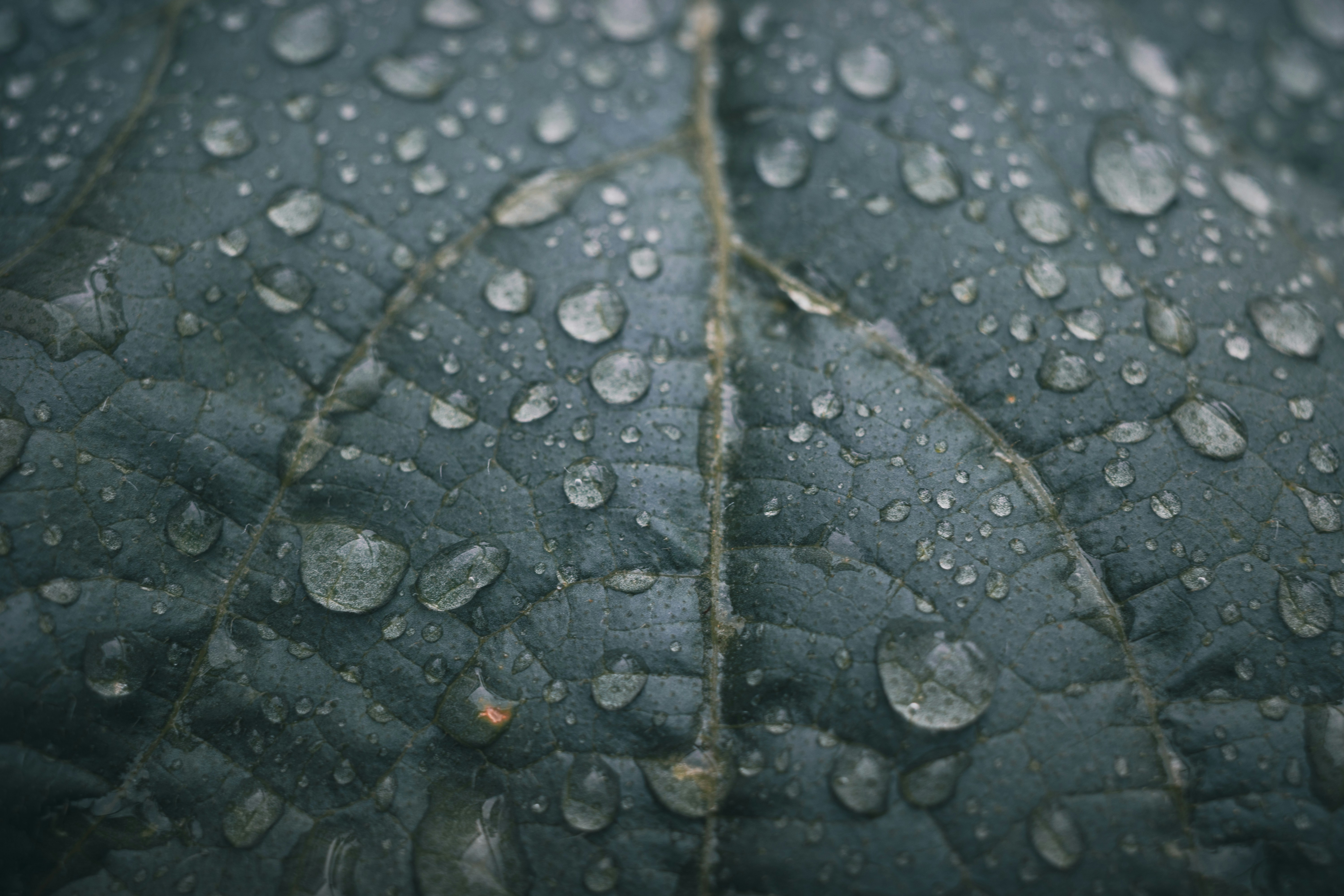 Drops on a Vein: Macro Details of a Rain-kissed Leaf