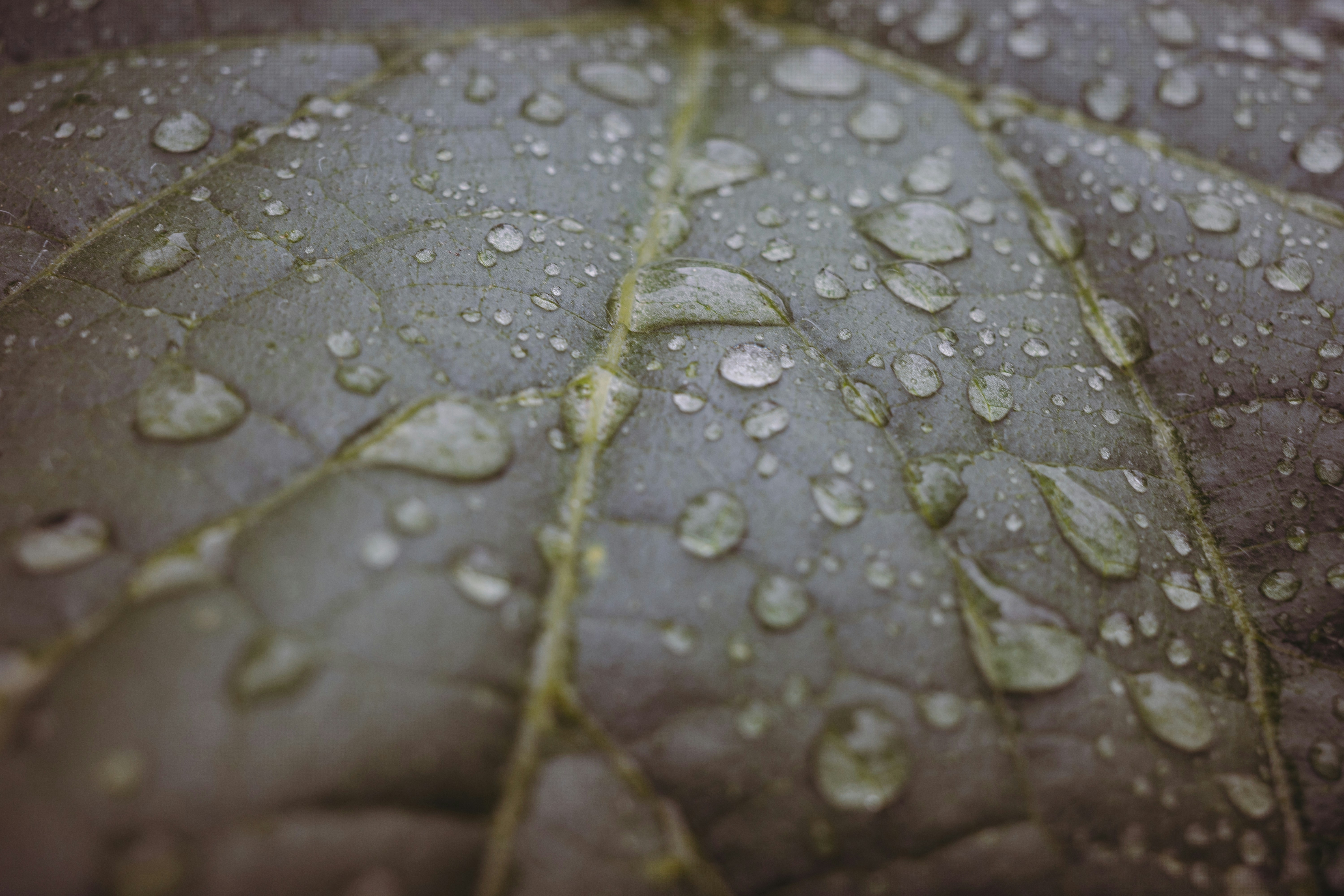 Close-up of a rain-soaked leaf with glistening droplets following the central midrib; a natural macro texture highlighting vein structure and water beads. This is a photographic capture of a leaf surface.