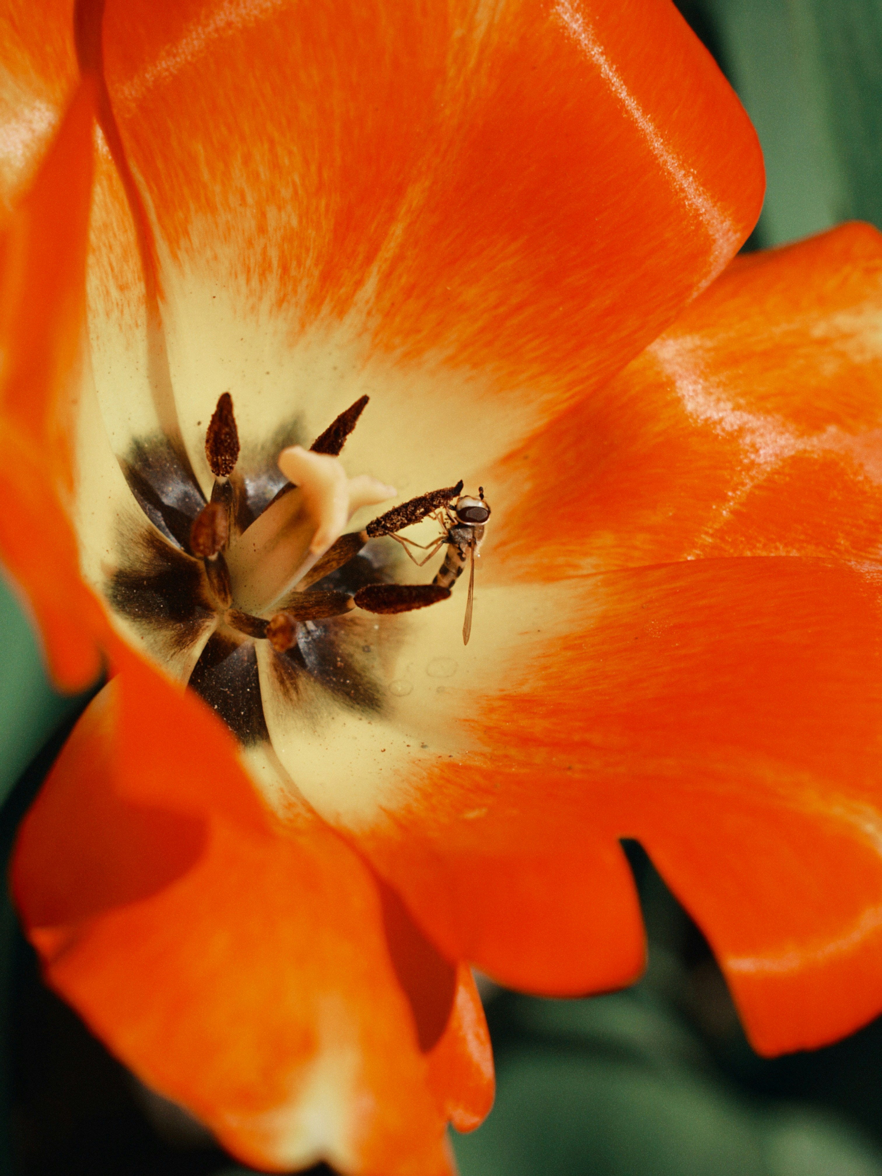Orange Bloom in Focus: A Queen’s Microcosm