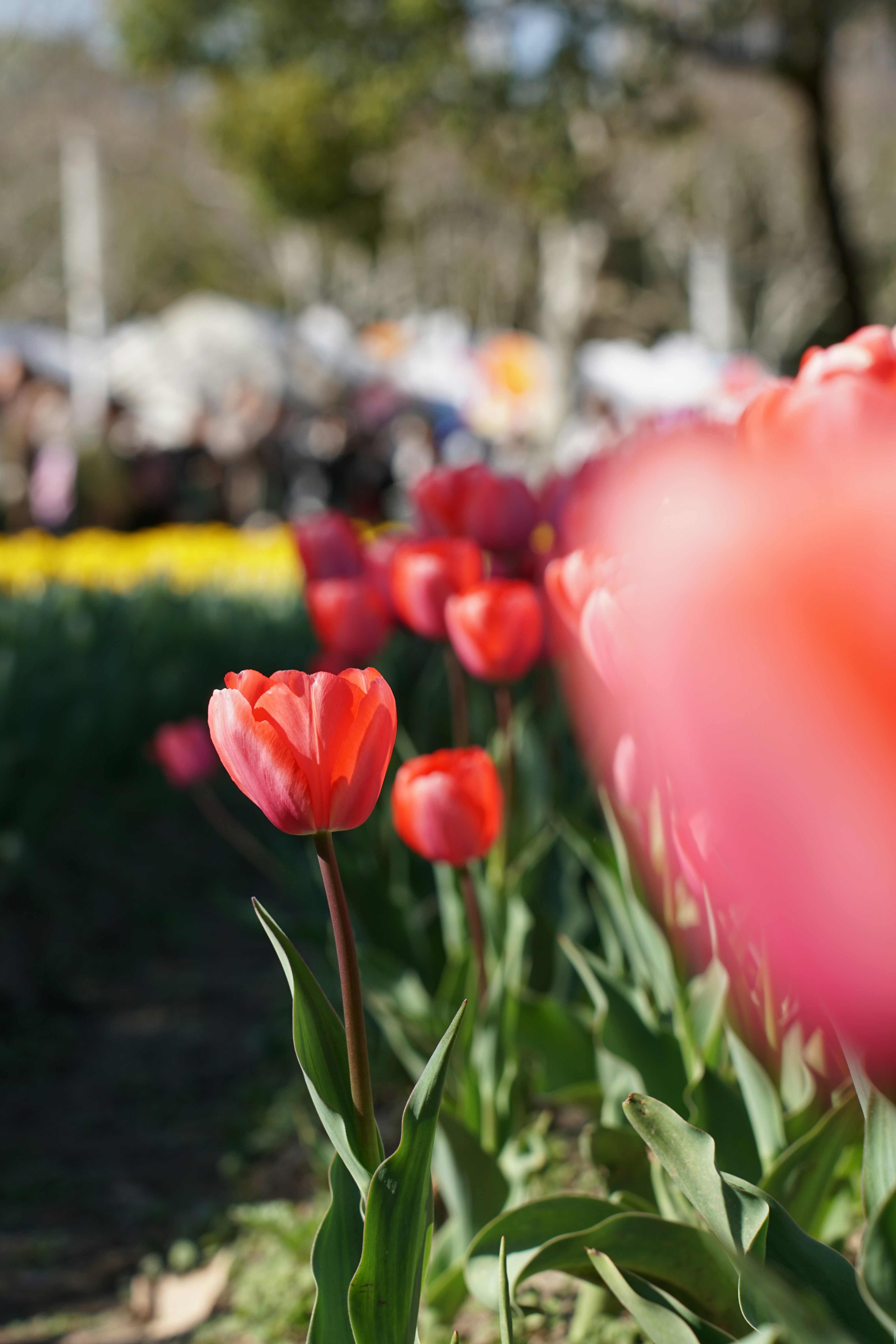 Tulip Strand in Soft Focus