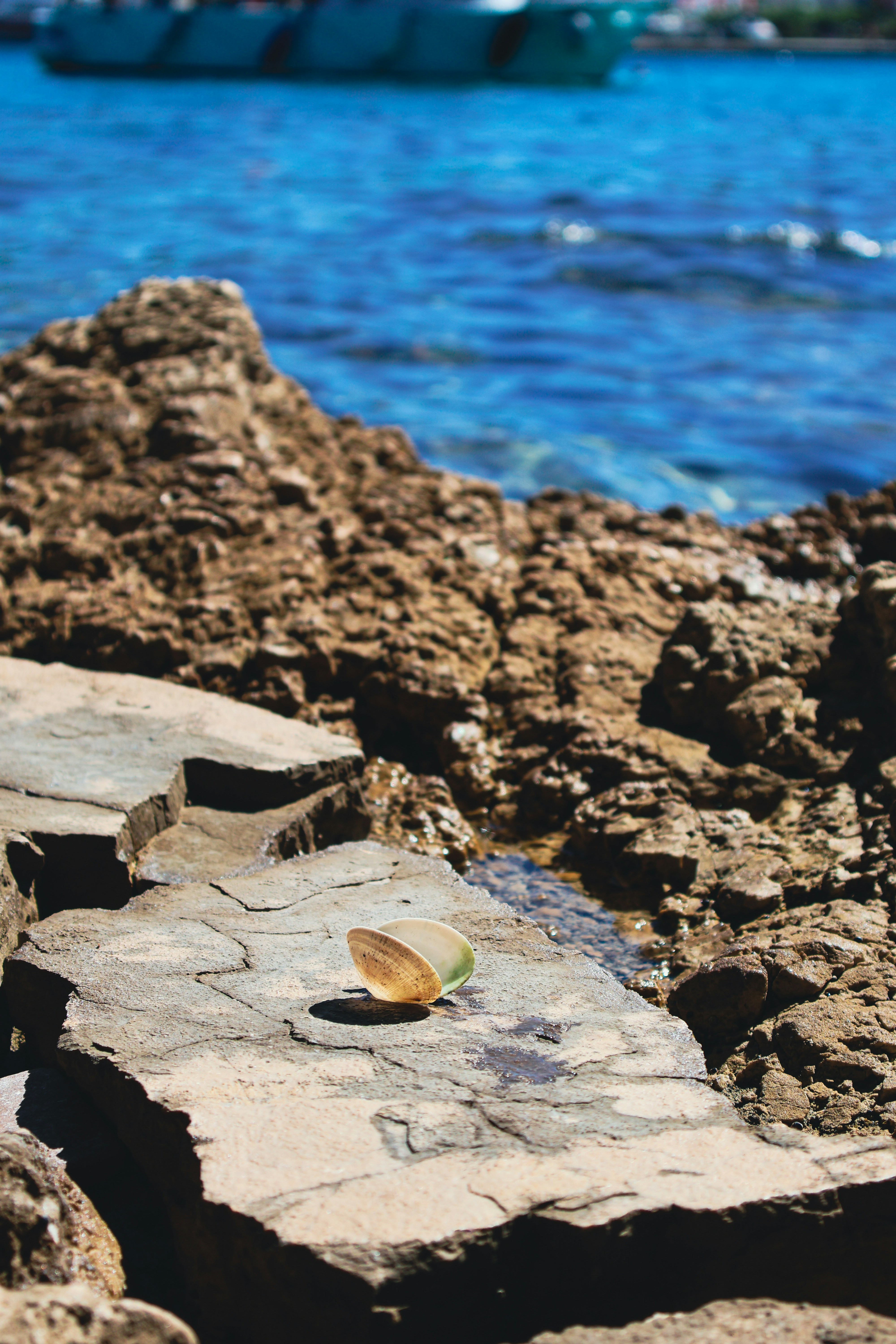 Shell on Weathered Stone by the Sea