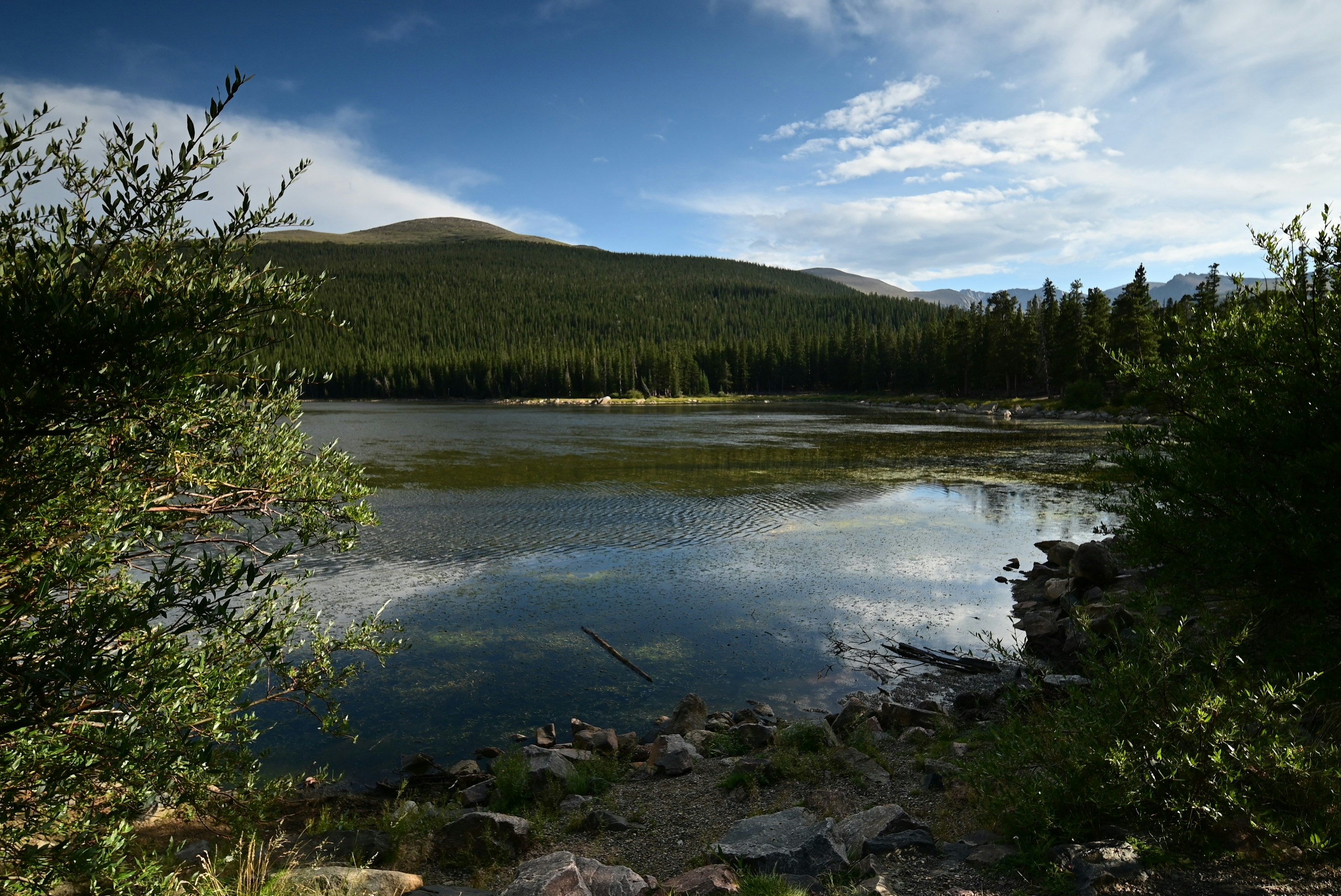 Lakeside Convergence: Pine Foreground Framing a Mountain Ring