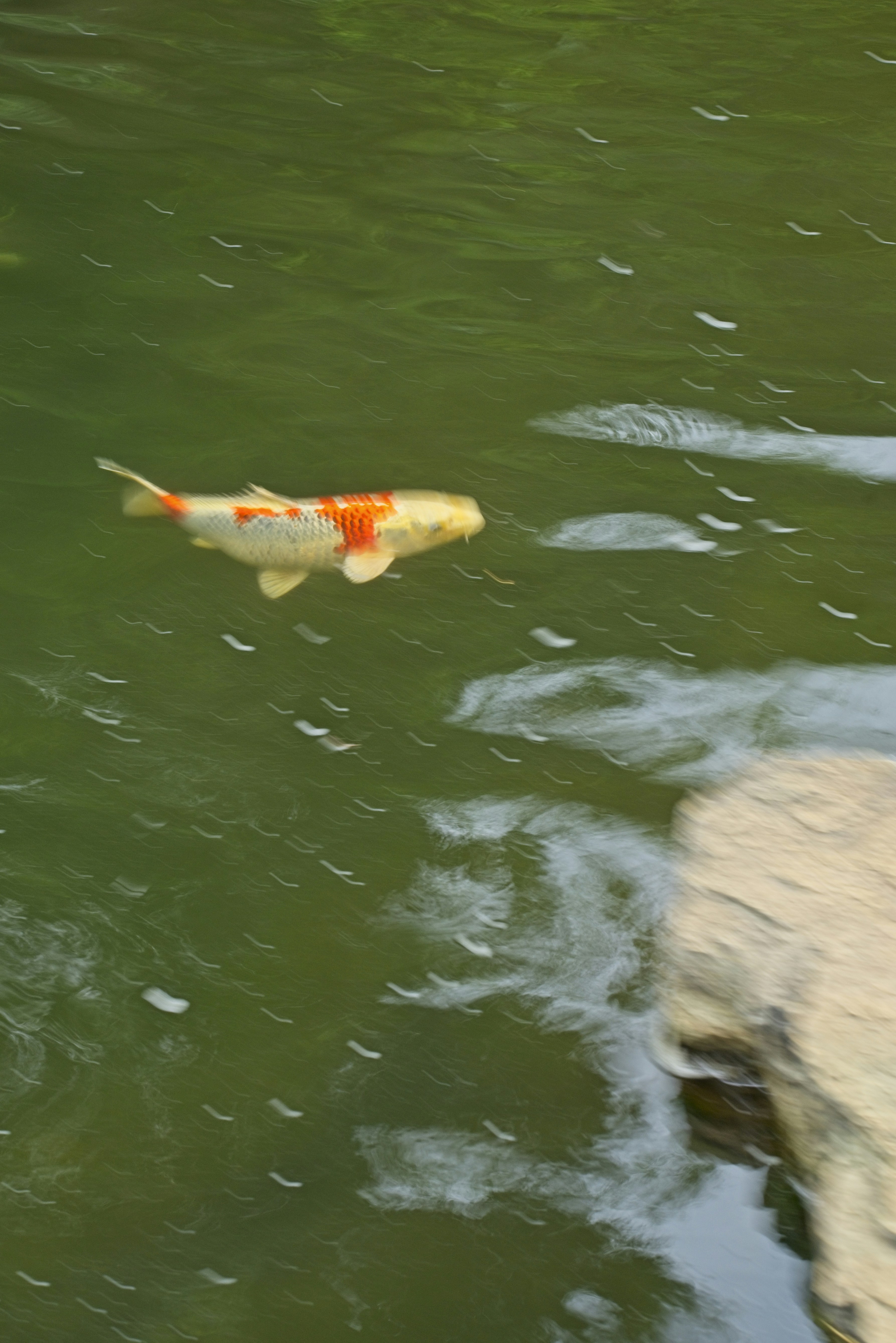 A long exposure photo depicts a single koi fish gliding gracefully near the surface of a deep green pond, its orange and cream scales catching soft light against the murky water. Gentle ripples spread across the surface, hinting at recent movement beneath the calm exterior. A pale stone edge intrudes into the frame's lower corner, grounding the composition in the garden's traditional design. The quiet, close-up moment captures a peaceful slice of aquatic life within Chiyoda City's Japanese garden on a humid July afternoon.