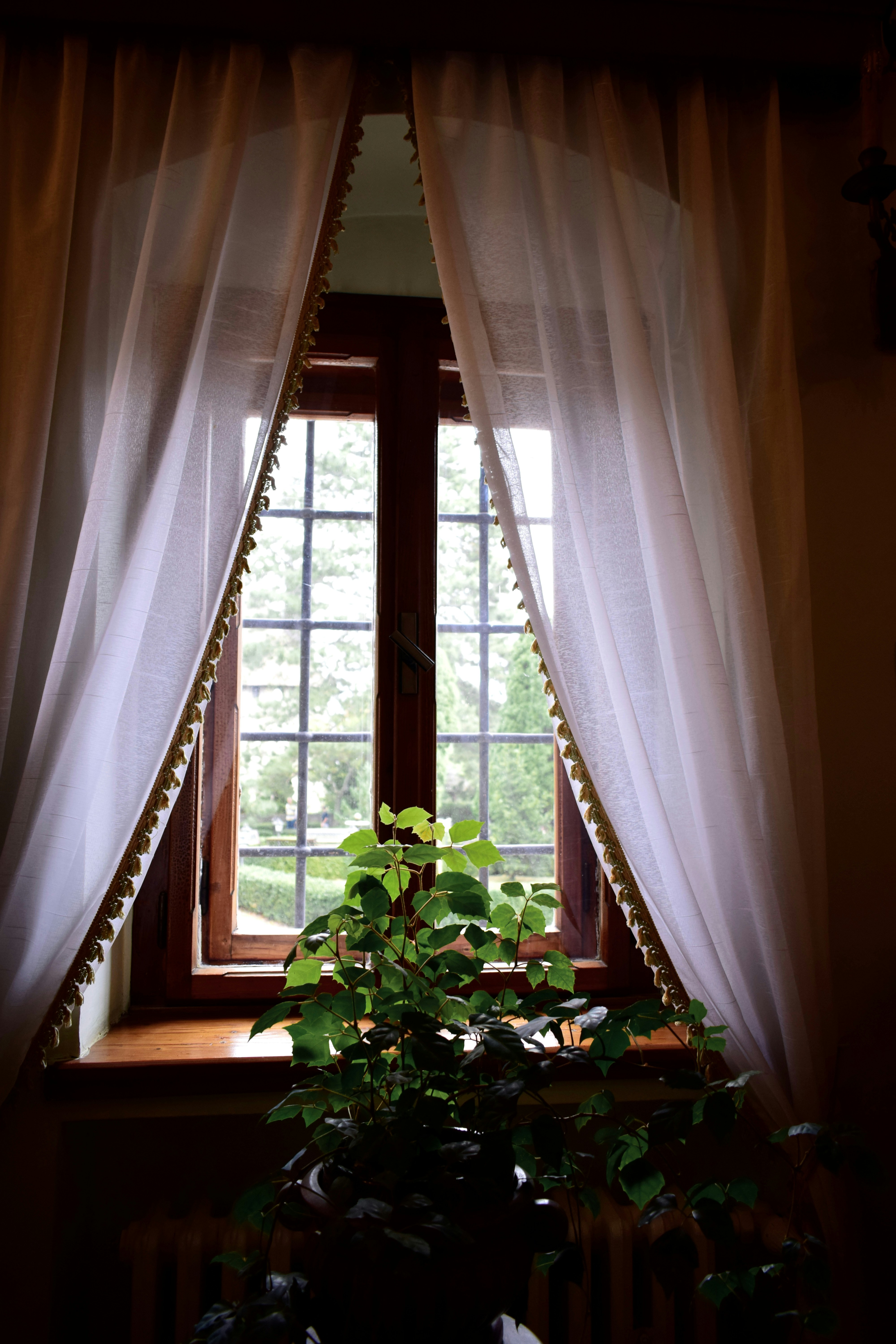 Sunlit Window Garden: Greenery Framed by Sheer Curtains