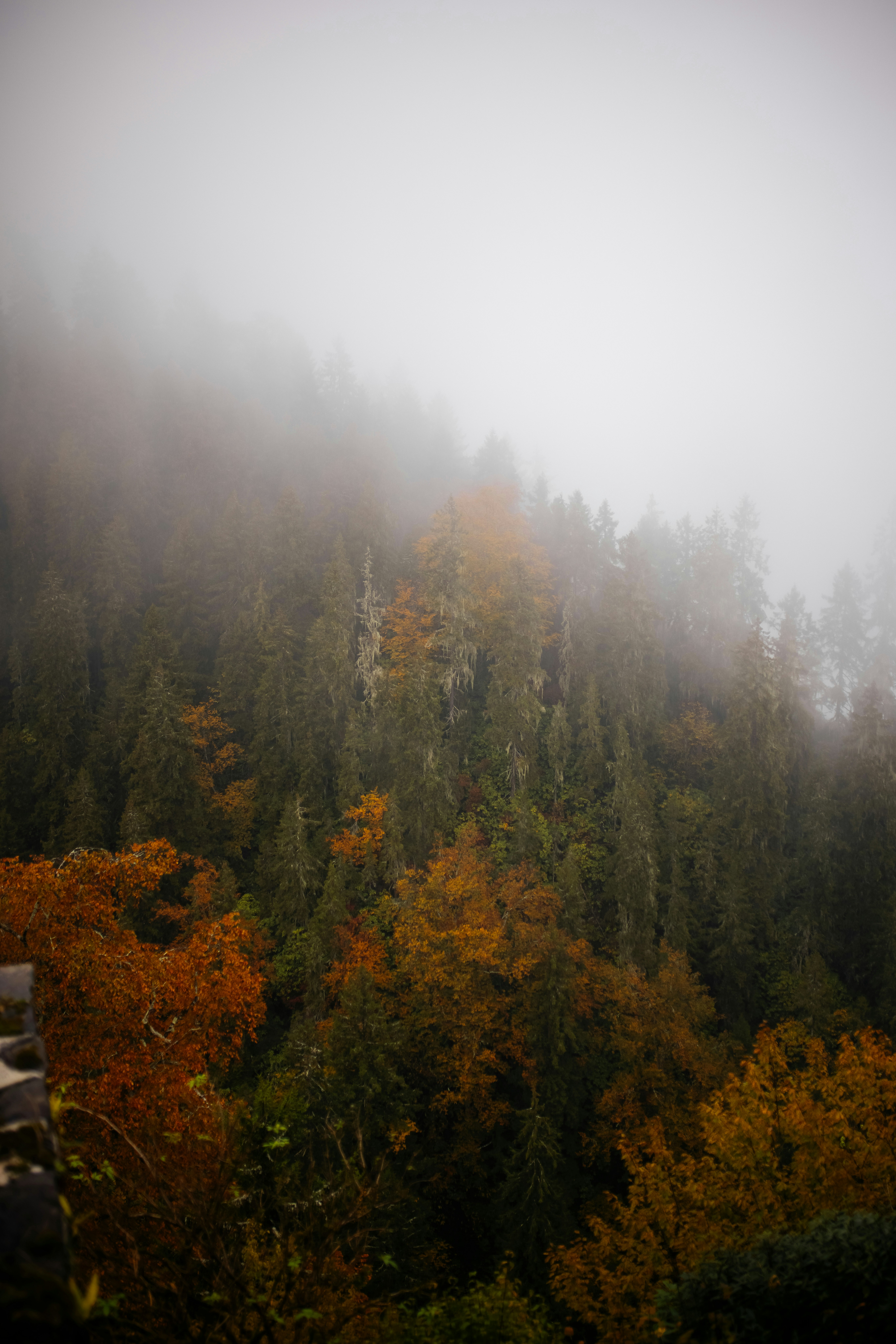 Autumn Fog Drapes a Coniferous Forest Ridge