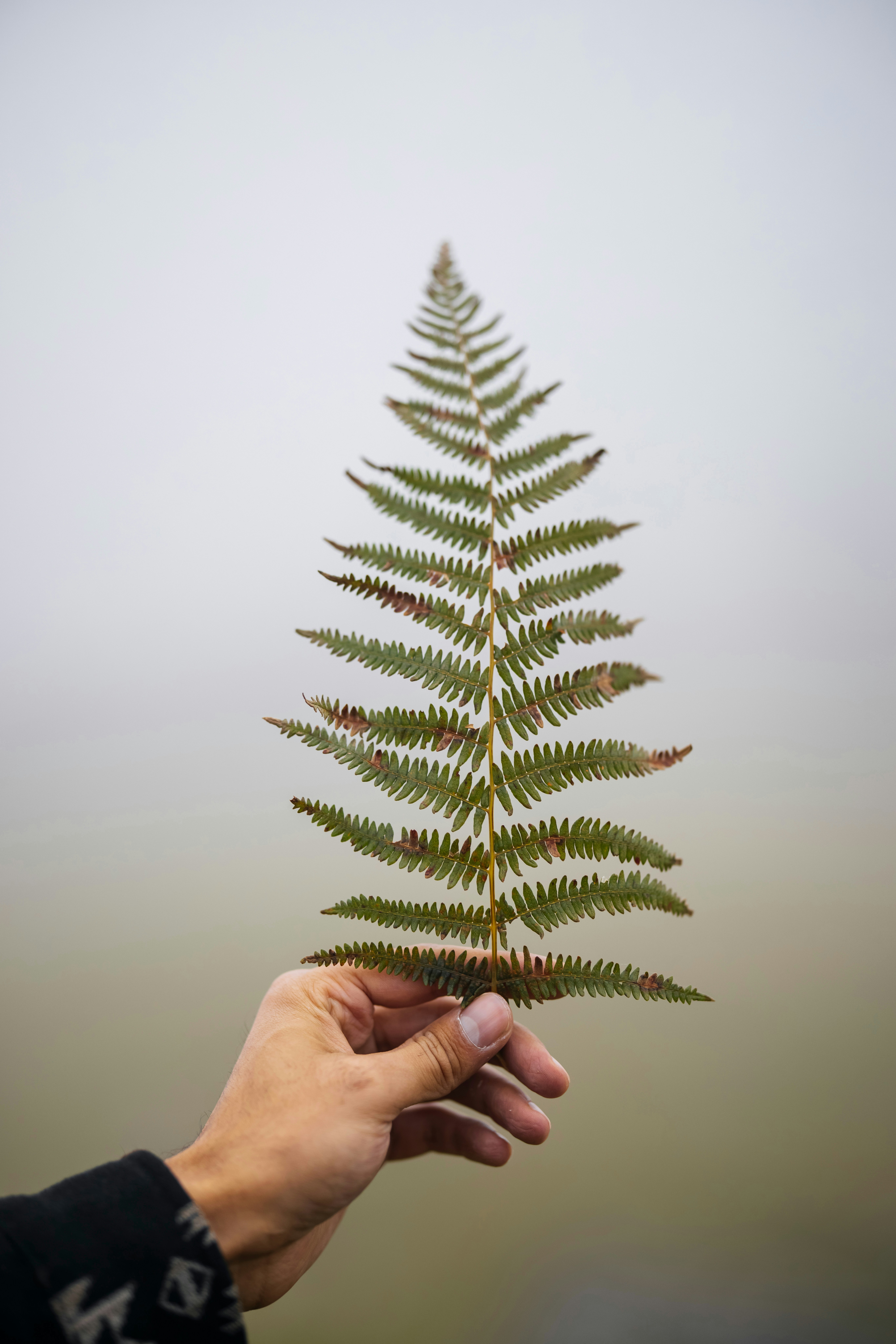 Fern in Hand: A Quiet Moment with Nature's Centerpiece