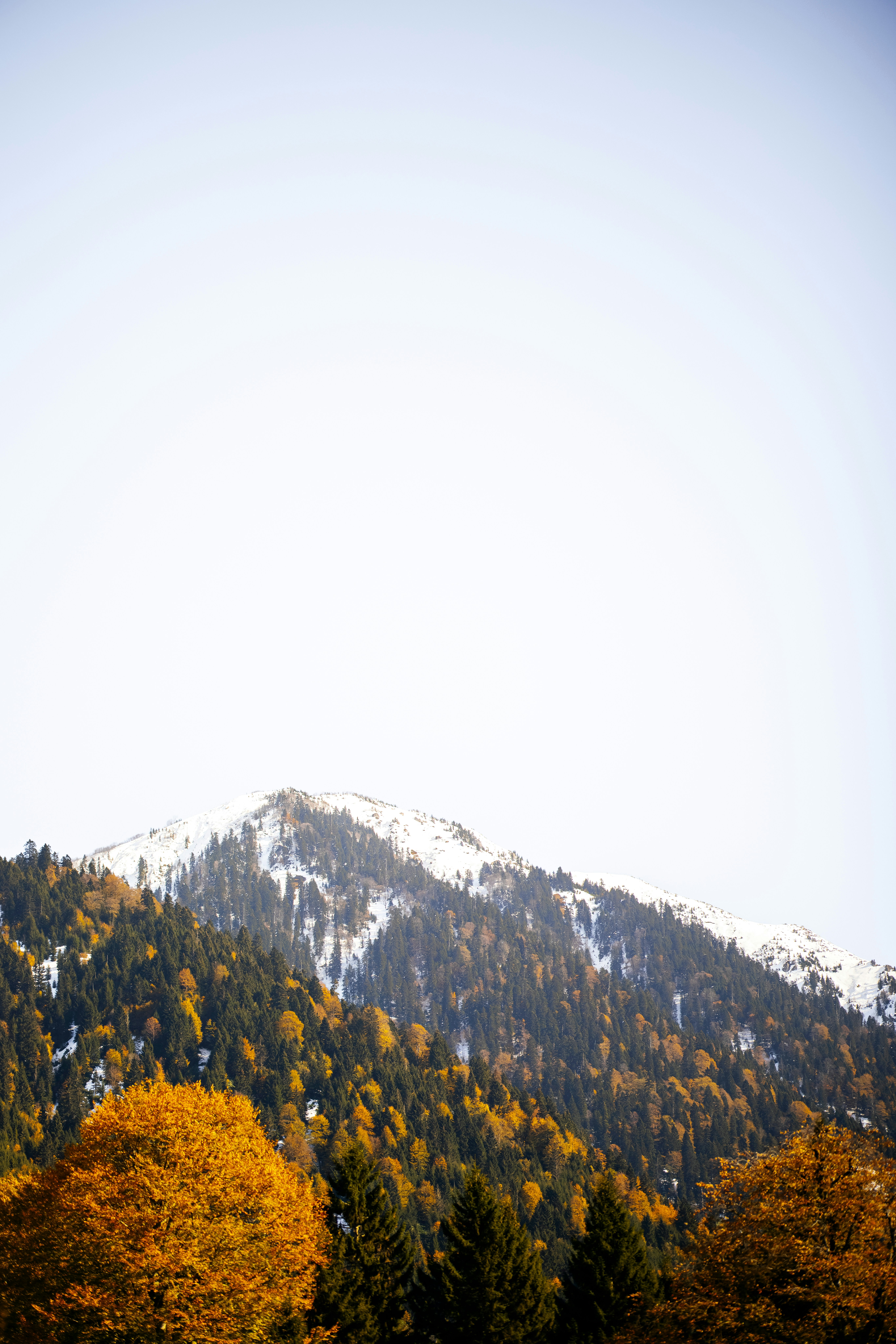 Autumn Forest Ridge Under Snowy Summit