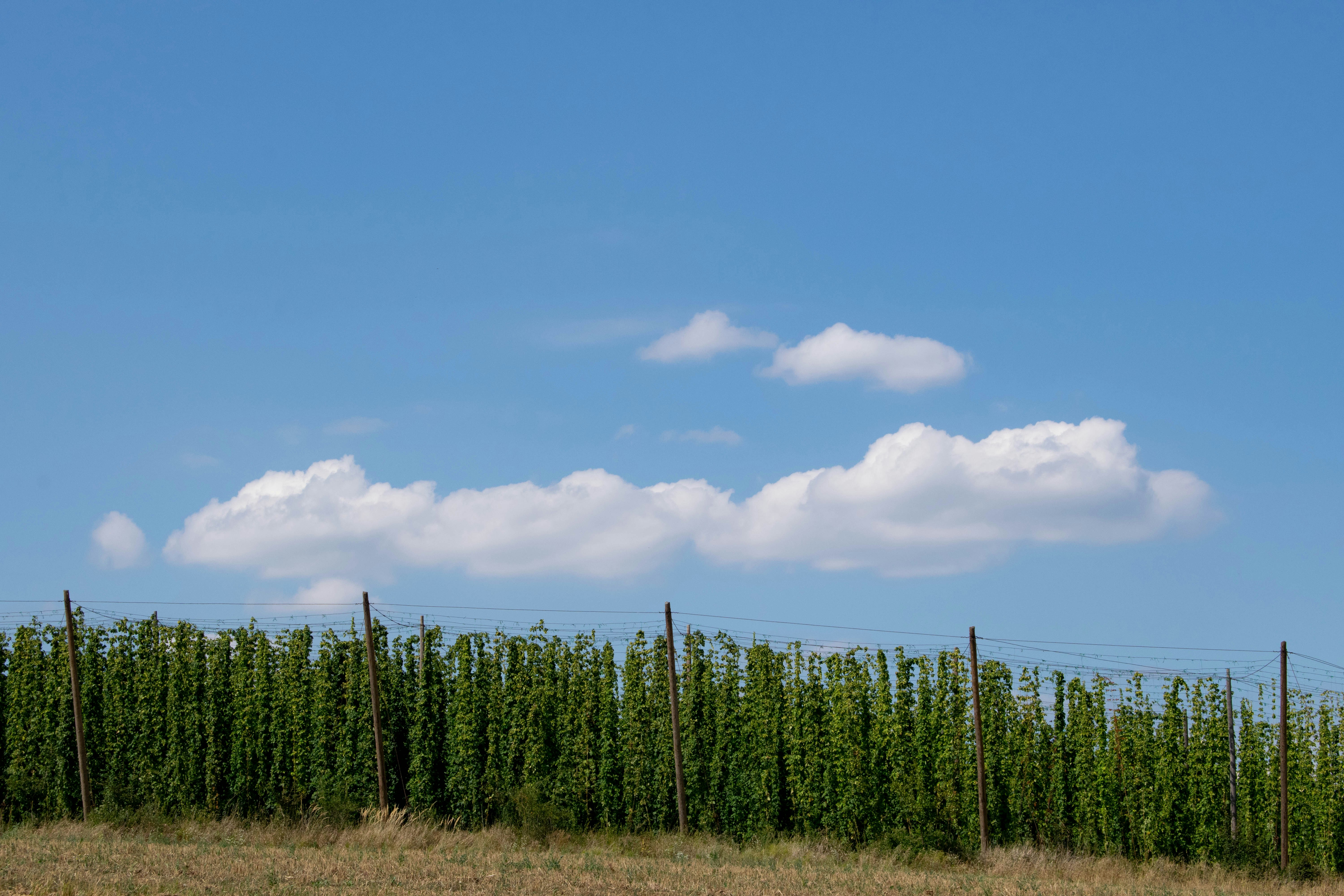 Vineyard Horizon Under a Clear August Sky