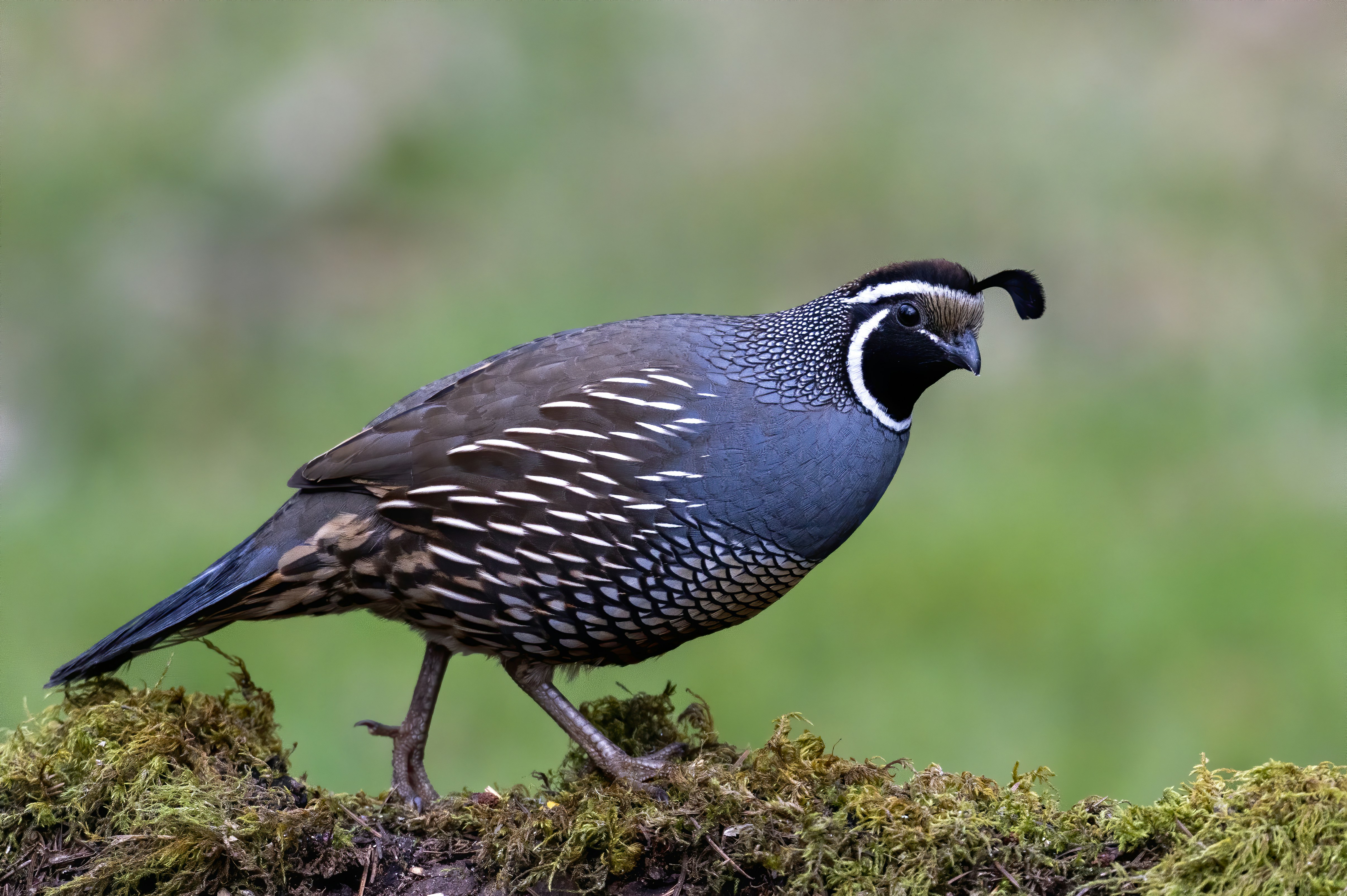 Elegant Quail-Stride: Blue-Gray Plumed Moment on Mossy Bank