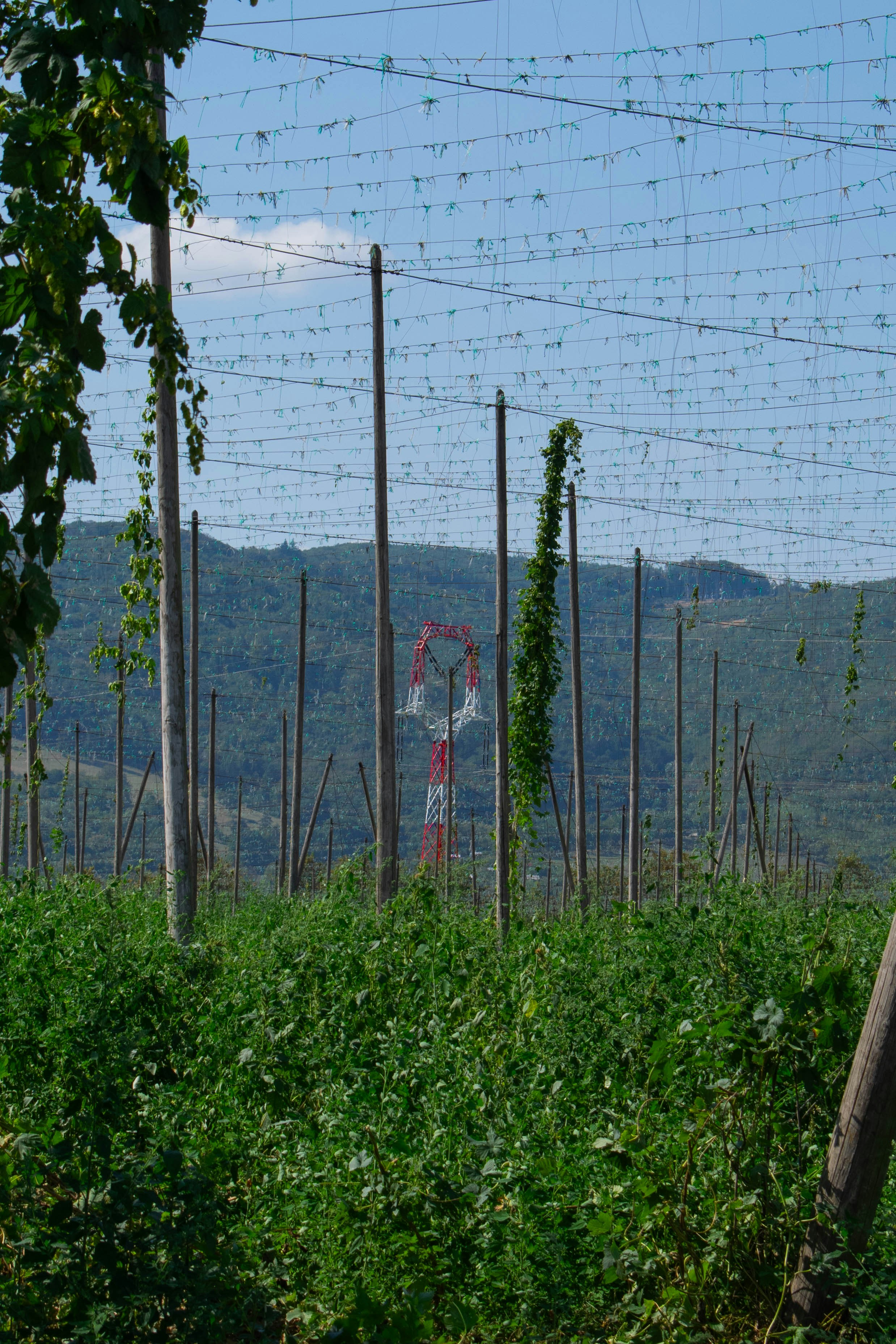 Field of Vines Beneath a Sky of String Lights and Lattice Towers
