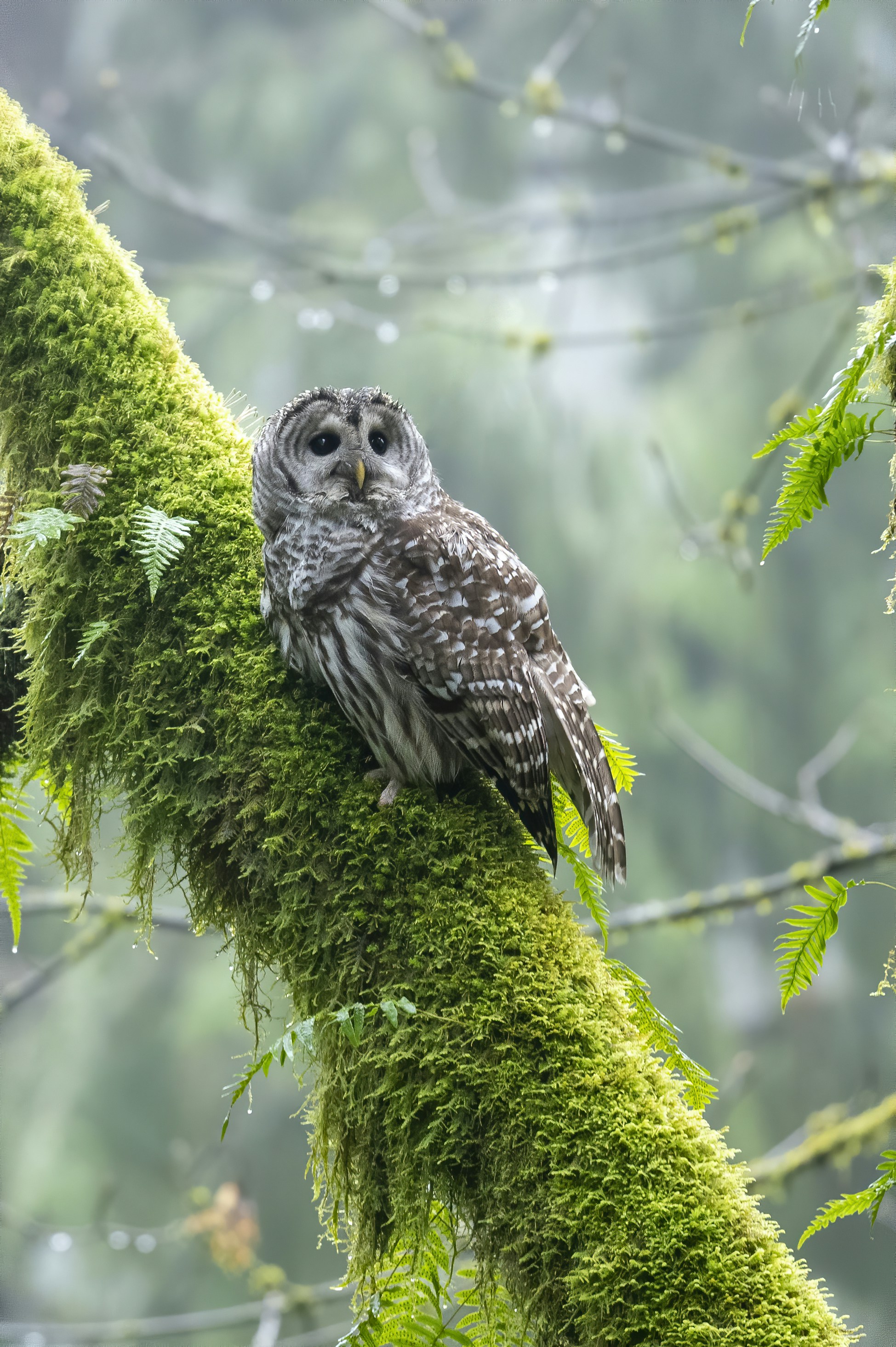 Owl on a Mossy Ledge: Quiet Watcher of the Rainforest